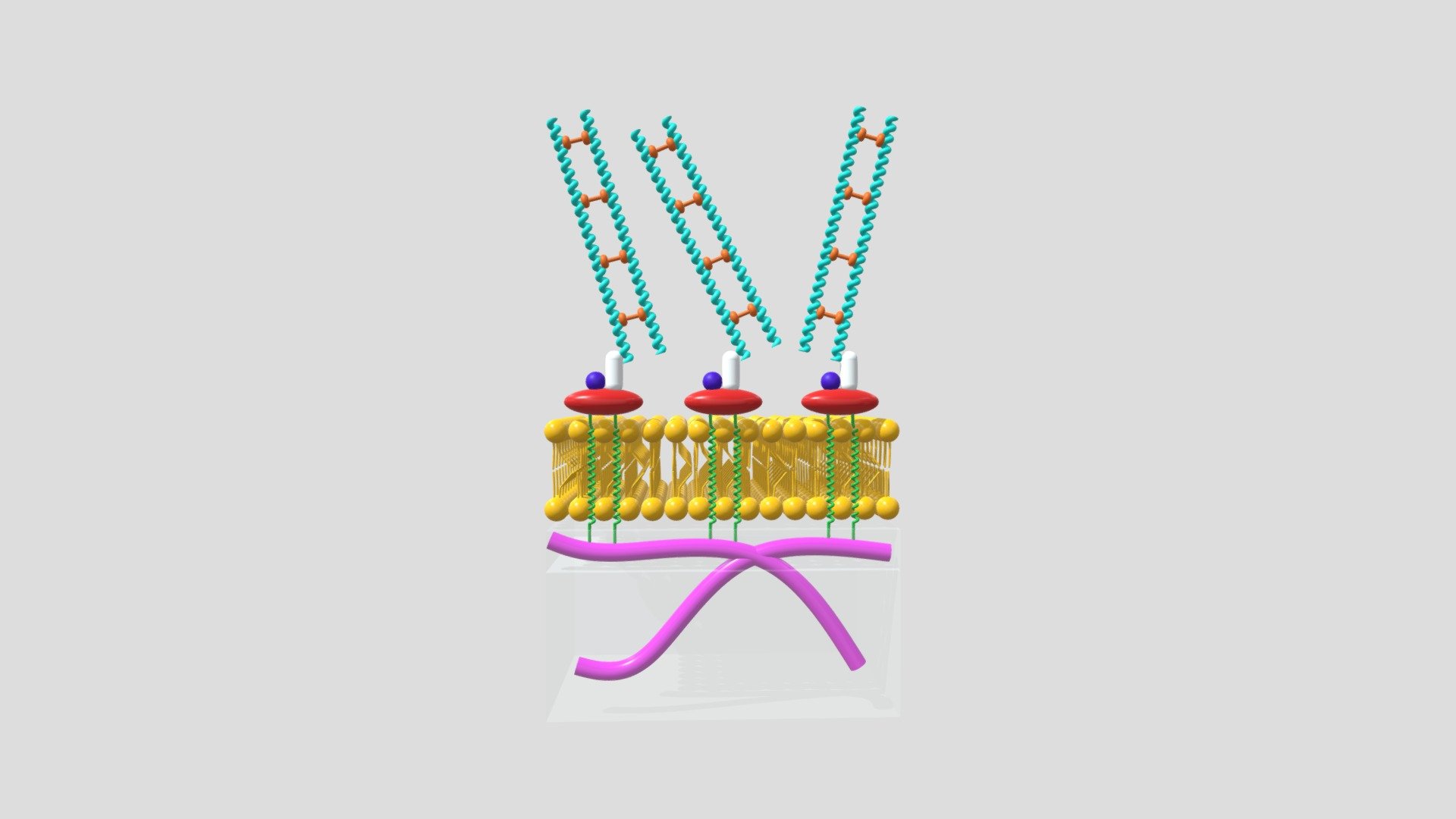 Membrane Specializations - Focal Adhesion - 3D model by Júlio Panzera ...
