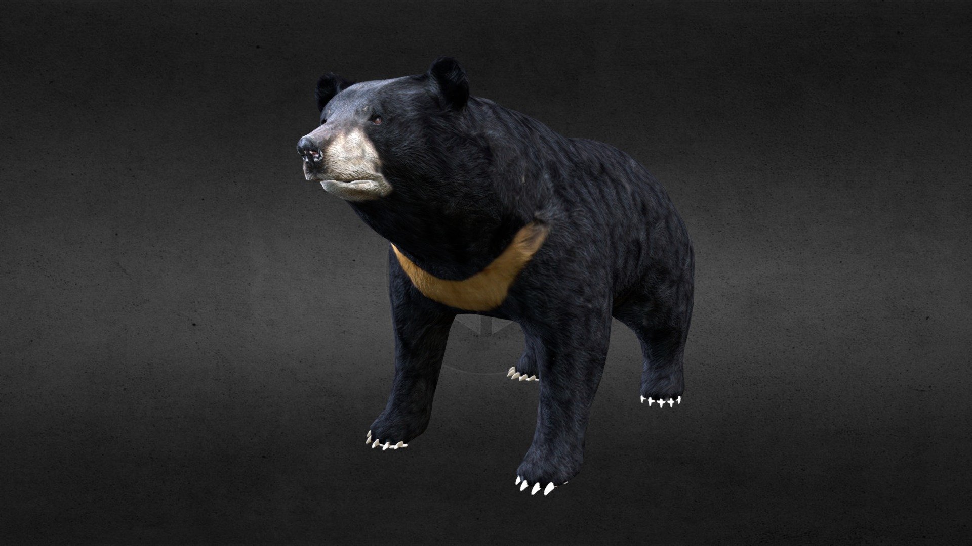 Bear - 3D model by Jeason.com [a4bb1aa] - Sketchfab