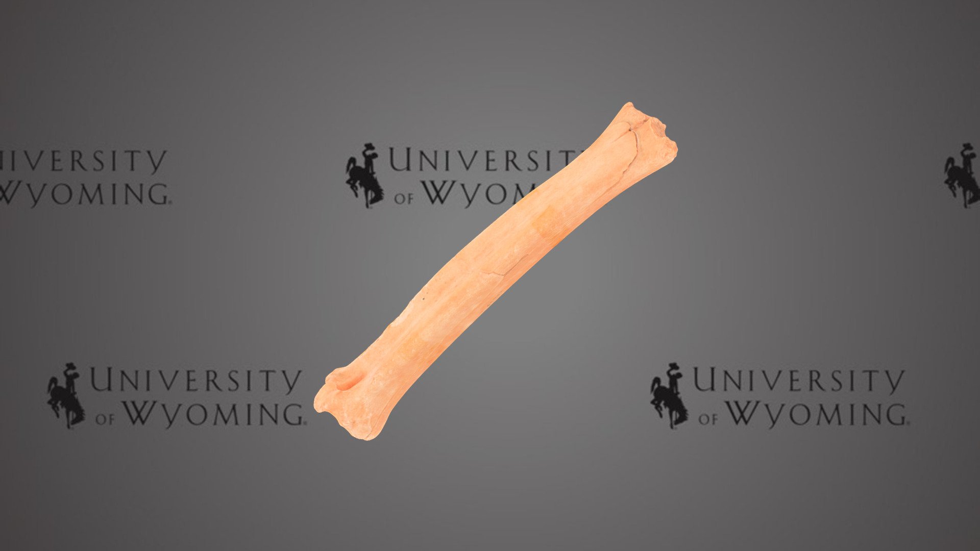 UW43172 - Camelidae, long bone - Download Free 3D model by University ...