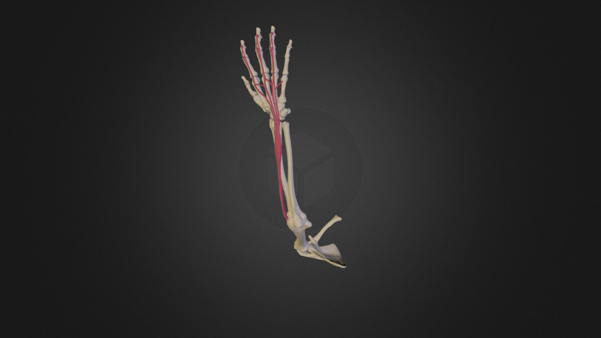 Extensor Digitorum Human Anatomy - 3D model by Medical University of ...