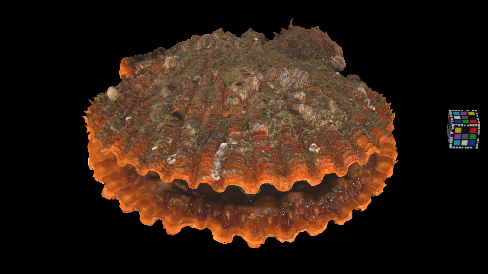 CC0 ヒオウギガイ Noble Scallop, Mimachlamys nobilis - Download Free 3D model ...