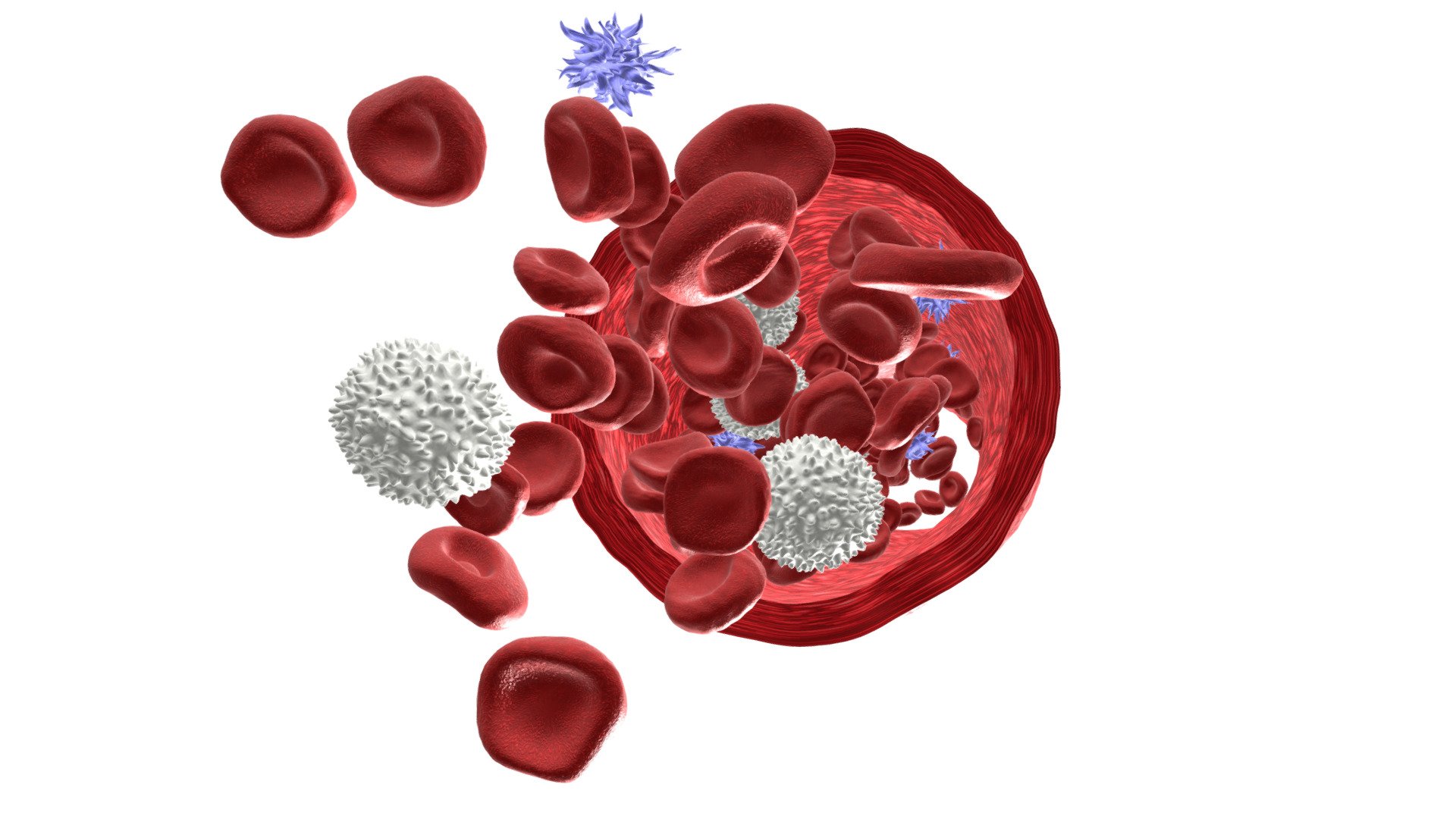 Blood in Vein with Erythrocytes and Leukocytes - Buy Royalty Free 3D ...