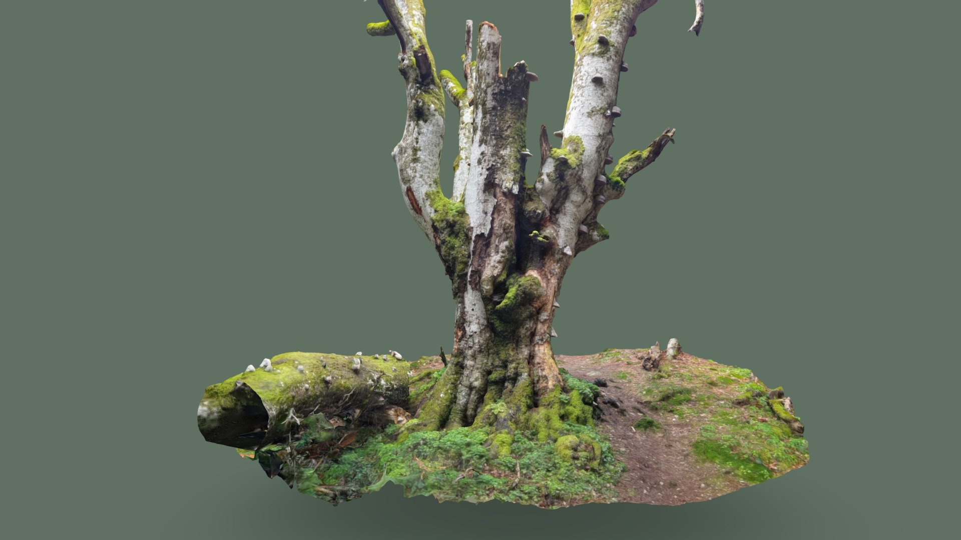 Old mossy tree with mushrooms - Download Free 3D model by eliasduda ...