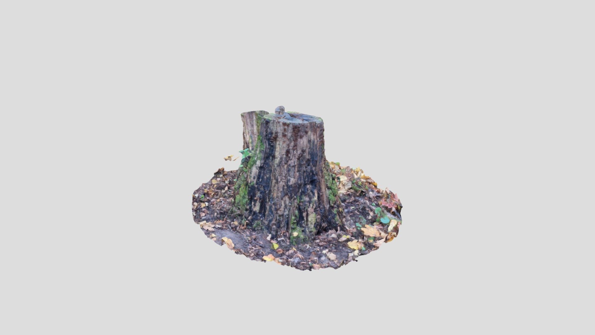 07 0ld twons stump - Download Free 3D model by rallyguru3d [a4d6d68 ...