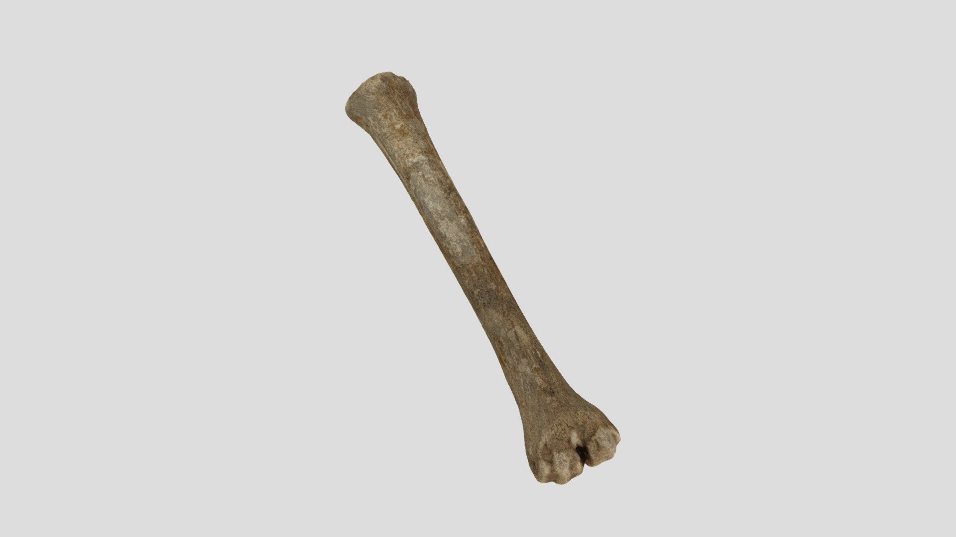 Ice Age Reindeer Metacarpal - 3D model by Jangojips [a4d9f14] - Sketchfab