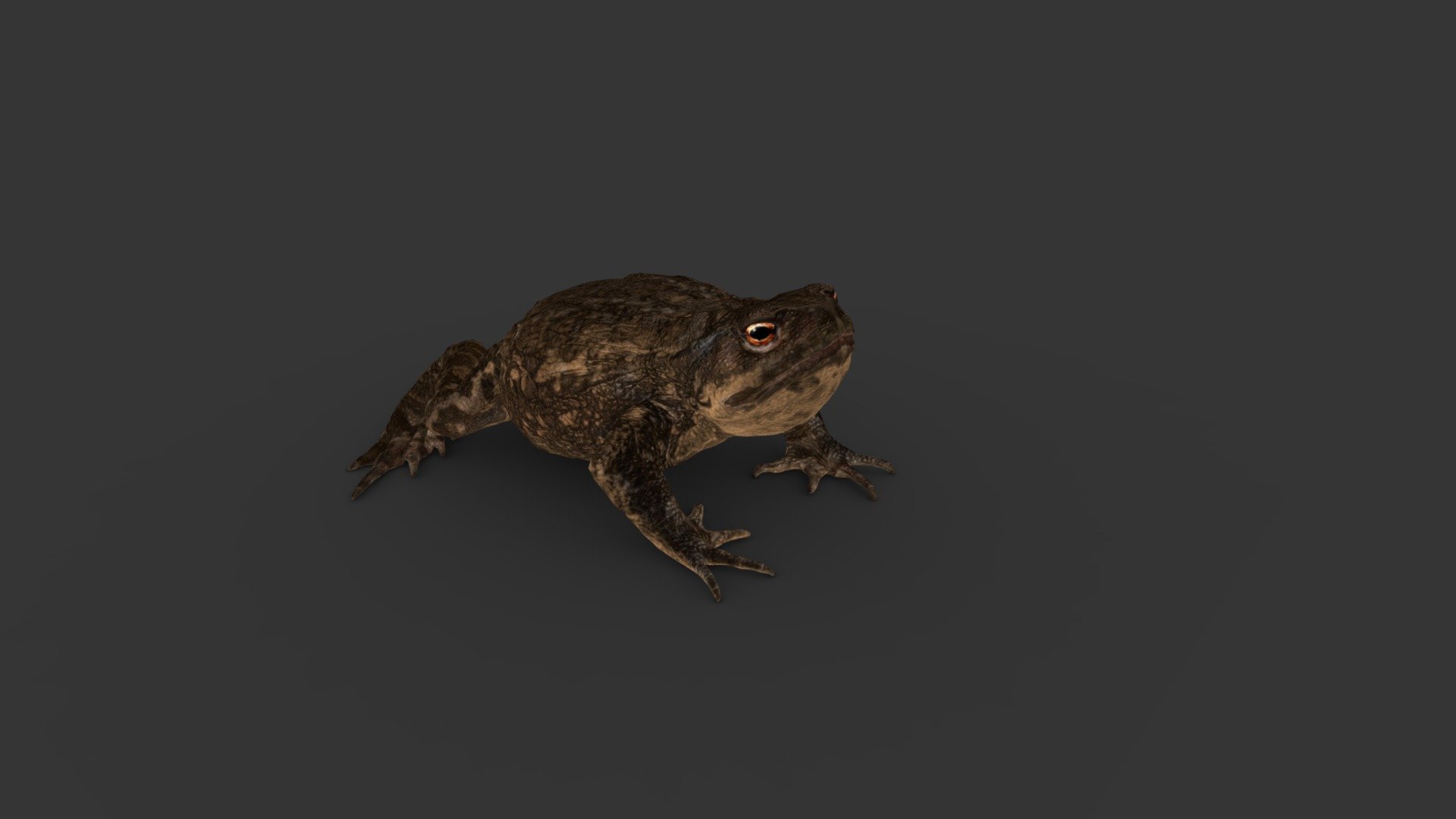 Ropucha Szara / Common Toad / Bufo Bufo - Buy Royalty Free 3D model by ...