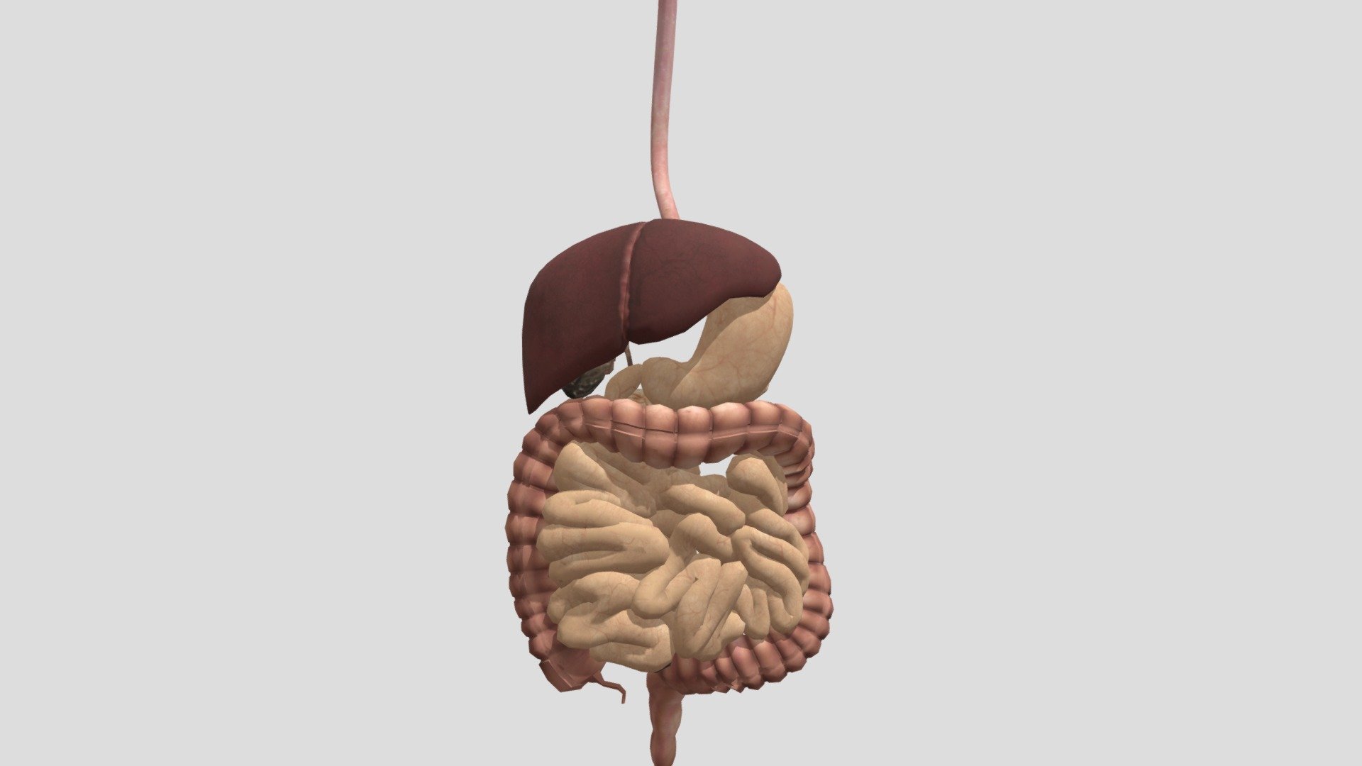 Digestive-system - Download Free 3D model by jalmer [a4df1a9] - Sketchfab