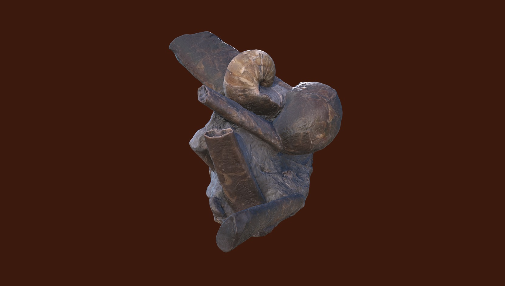 Nautiloids and Baculites - 3D model by Shellie Luallin (@Paleogirl ...