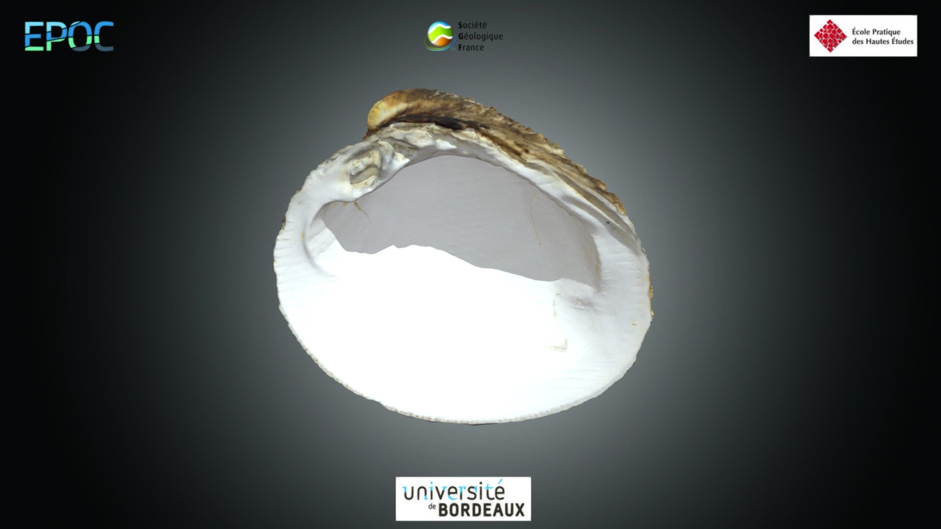 Bivalve - Venus sp. - Download Free 3D model by Société Géologique de ...