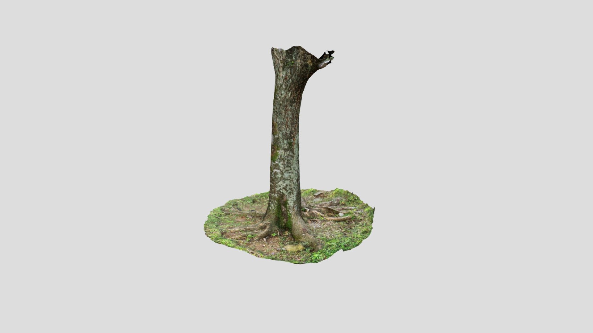 Tree Trunk - 3D model by Chimera (@madheehiqbal) [a4e773c] - Sketchfab