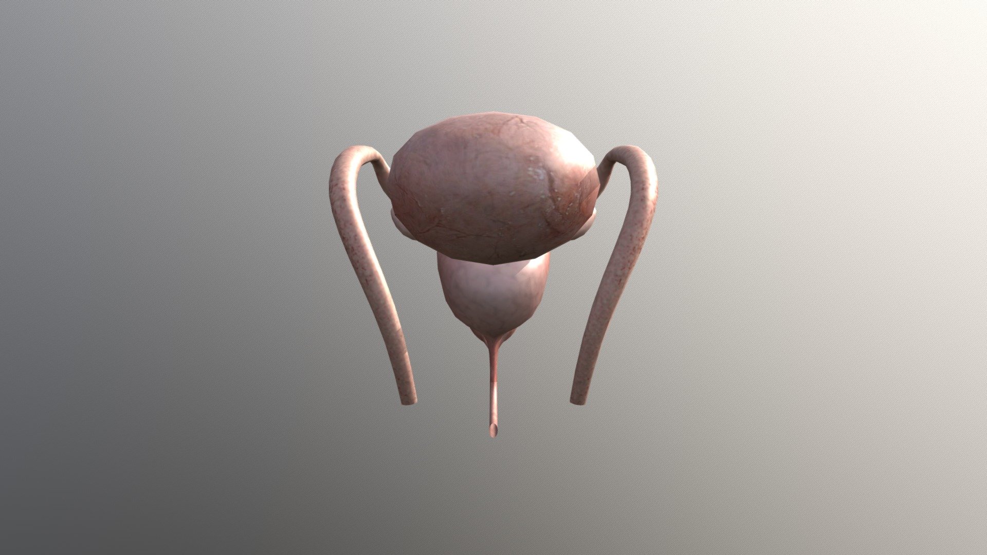 Bladder - 3D model by Virtual Reality (@simulanis) [a4f2132] - Sketchfab