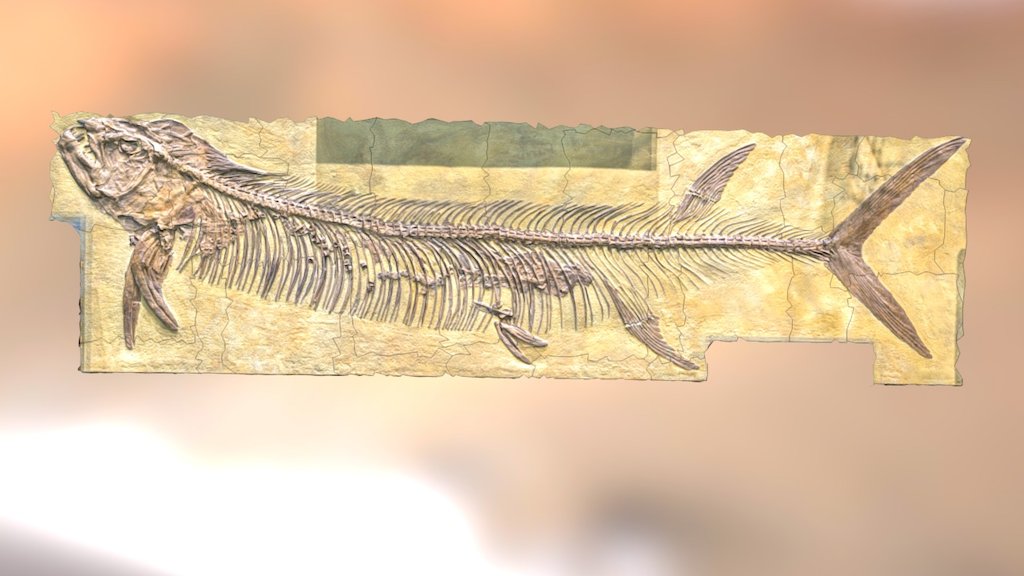 Gillicus arcuatus Fossil - 3D model by VibrantNebula [a4f34b1] - Sketchfab