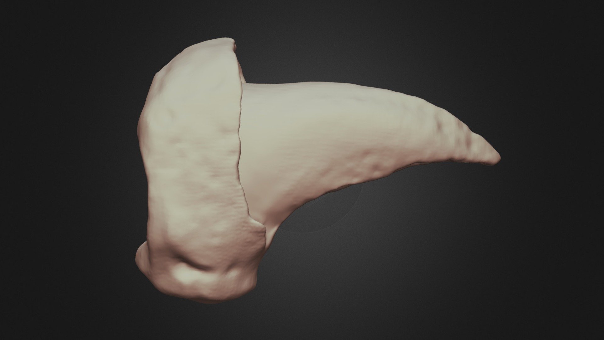 Ursus americanus Left 5th Toe Distal Phalanx - 3D model by Lakehead ...