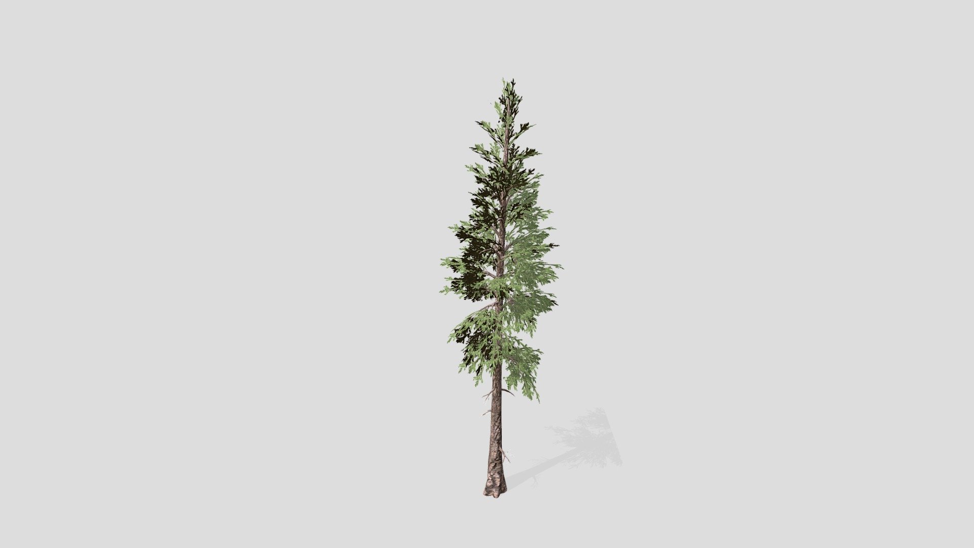 Spruce - Download Free 3D model by evolveduk [a50a5df] - Sketchfab