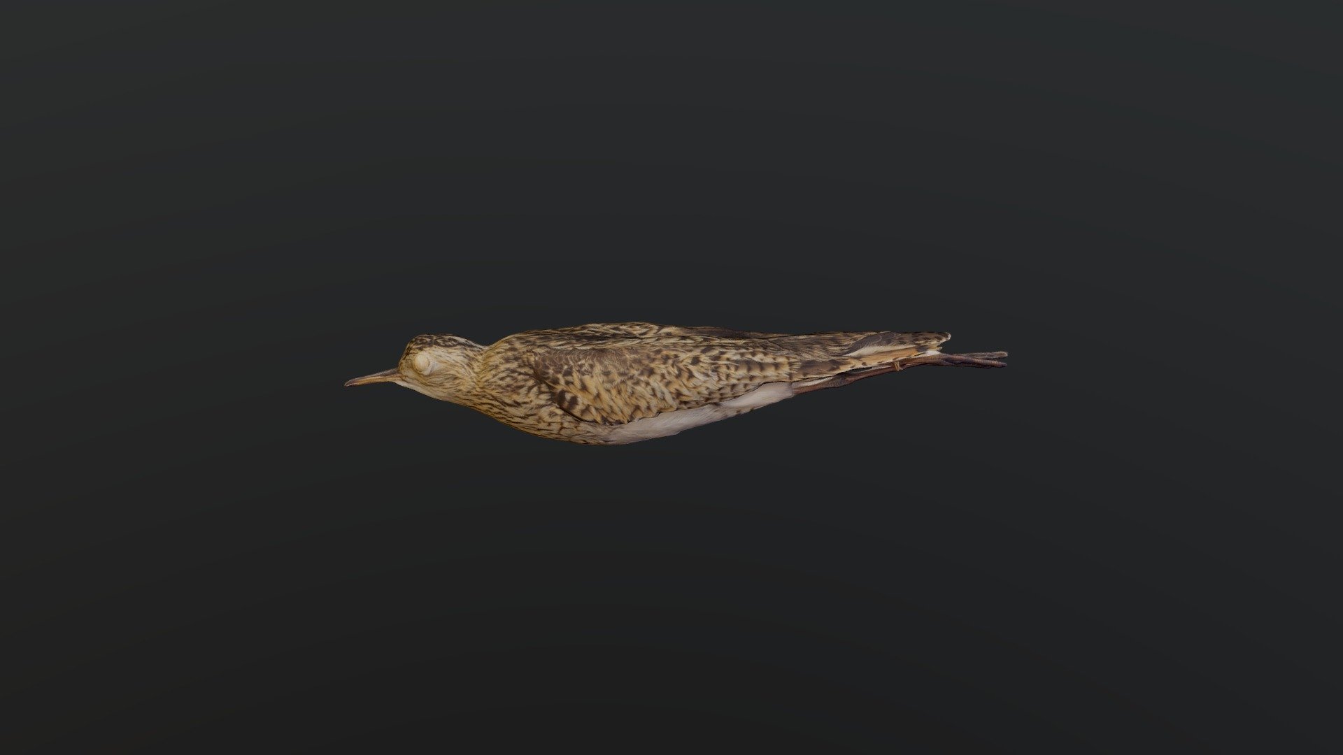 Upland Sandpiper - Bartramia longicauda - Download Free 3D model by ...