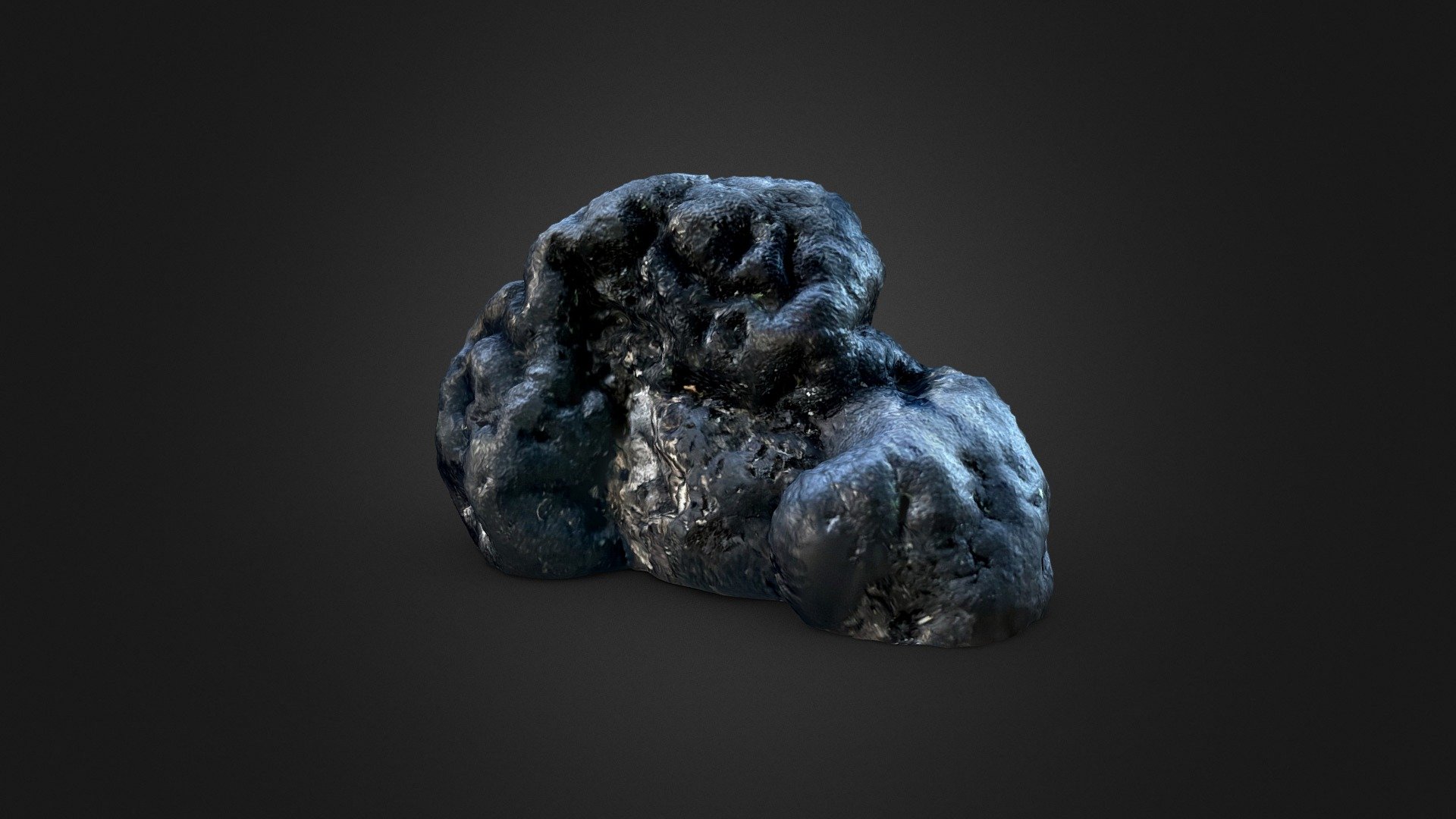 King Alfred's Cakes (Daldinia concentrica) - Download Free 3D model by ...