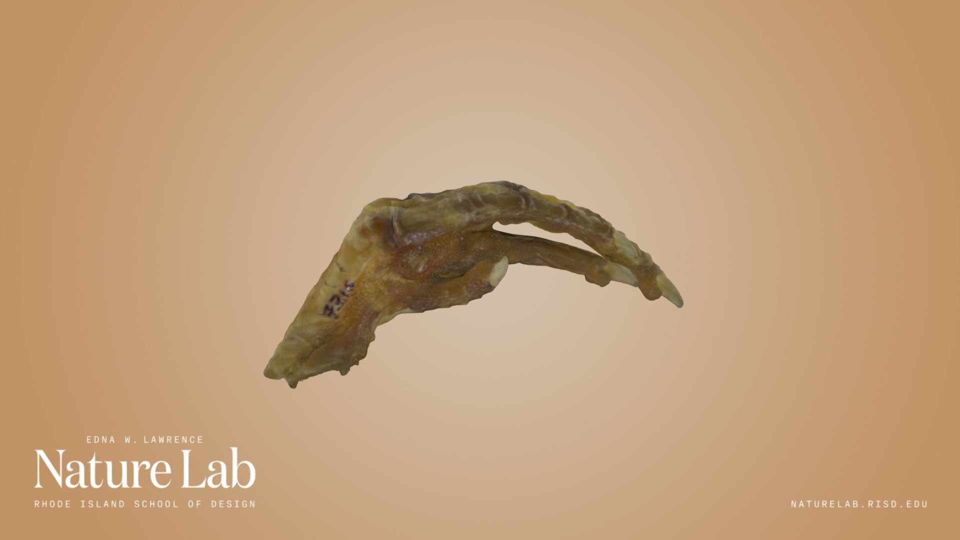 Chicken Foot - Download Free 3D model by RISD Nature Lab ...
