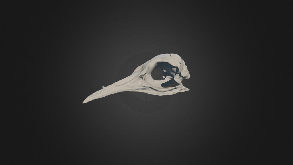 Penguin Skull - 3D model by rvmiller [a5235a3] - Sketchfab
