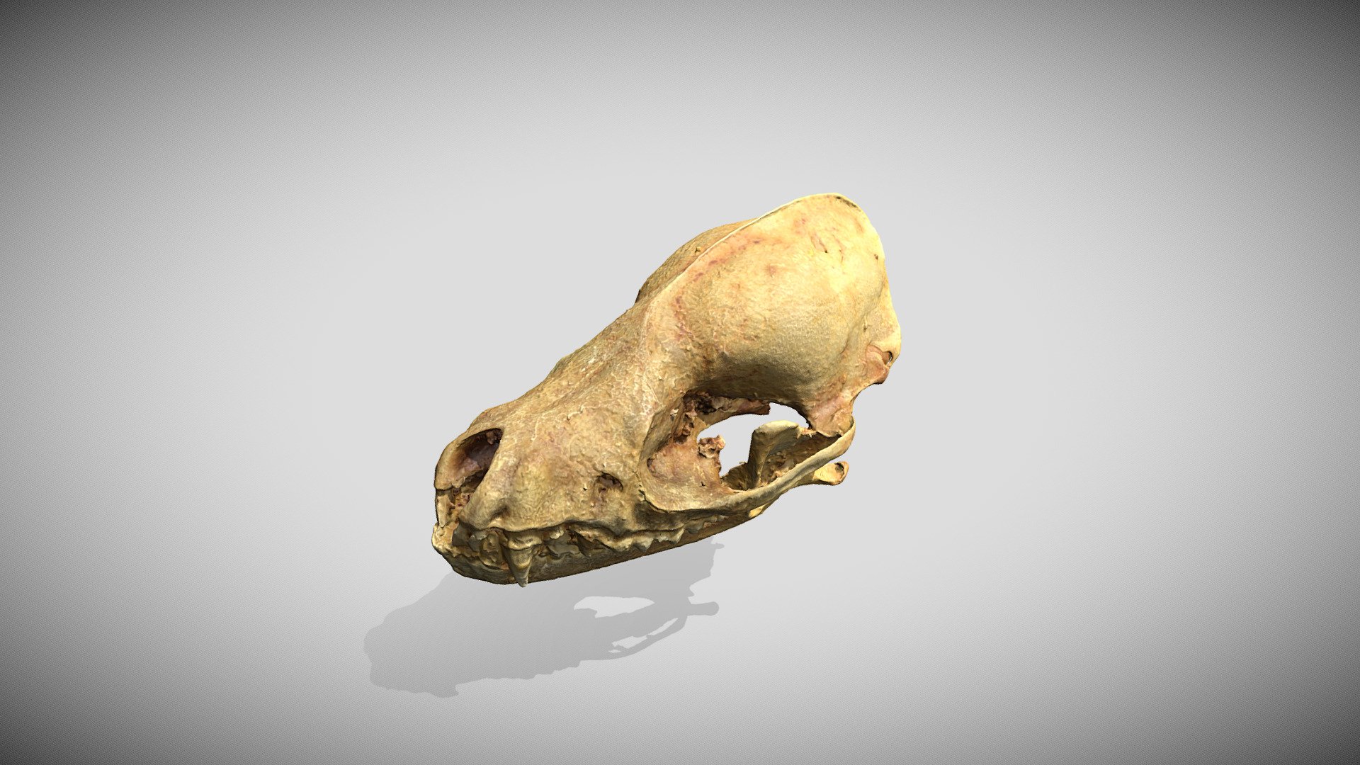 Lebka netopýra - 3D model by Muzeum Blanenska (@kuratorMzB) [a525d79 ...
