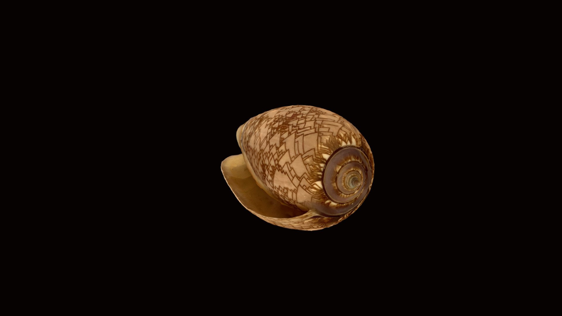 Oliva Porphyria - 3D model by SOSA - Senckenberg Ocean Species Alliance ...