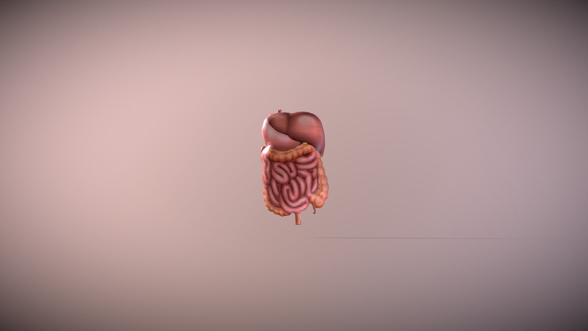 human digestive organs - 3D model by frosttbae [a5266b2] - Sketchfab