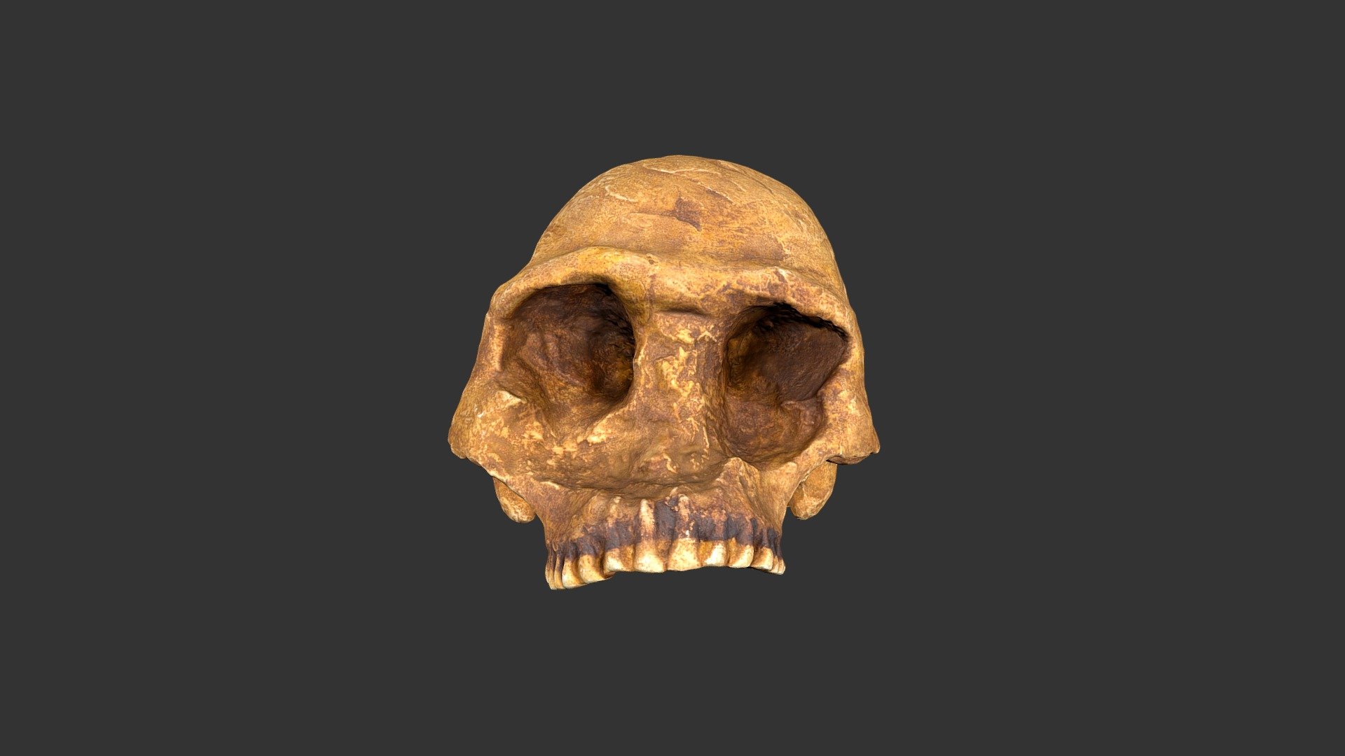 Homo sapiens (Skhul 5) (1979rp14) - Download Free 3D model by RLA ...