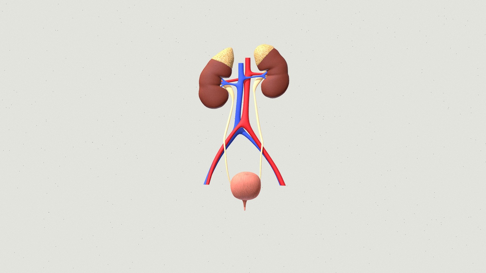 urinary system anatomy illustration - 3D model by IZ.MdVerz [a53574c ...
