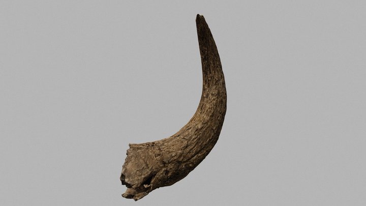 Corne 3D models - Sketchfab