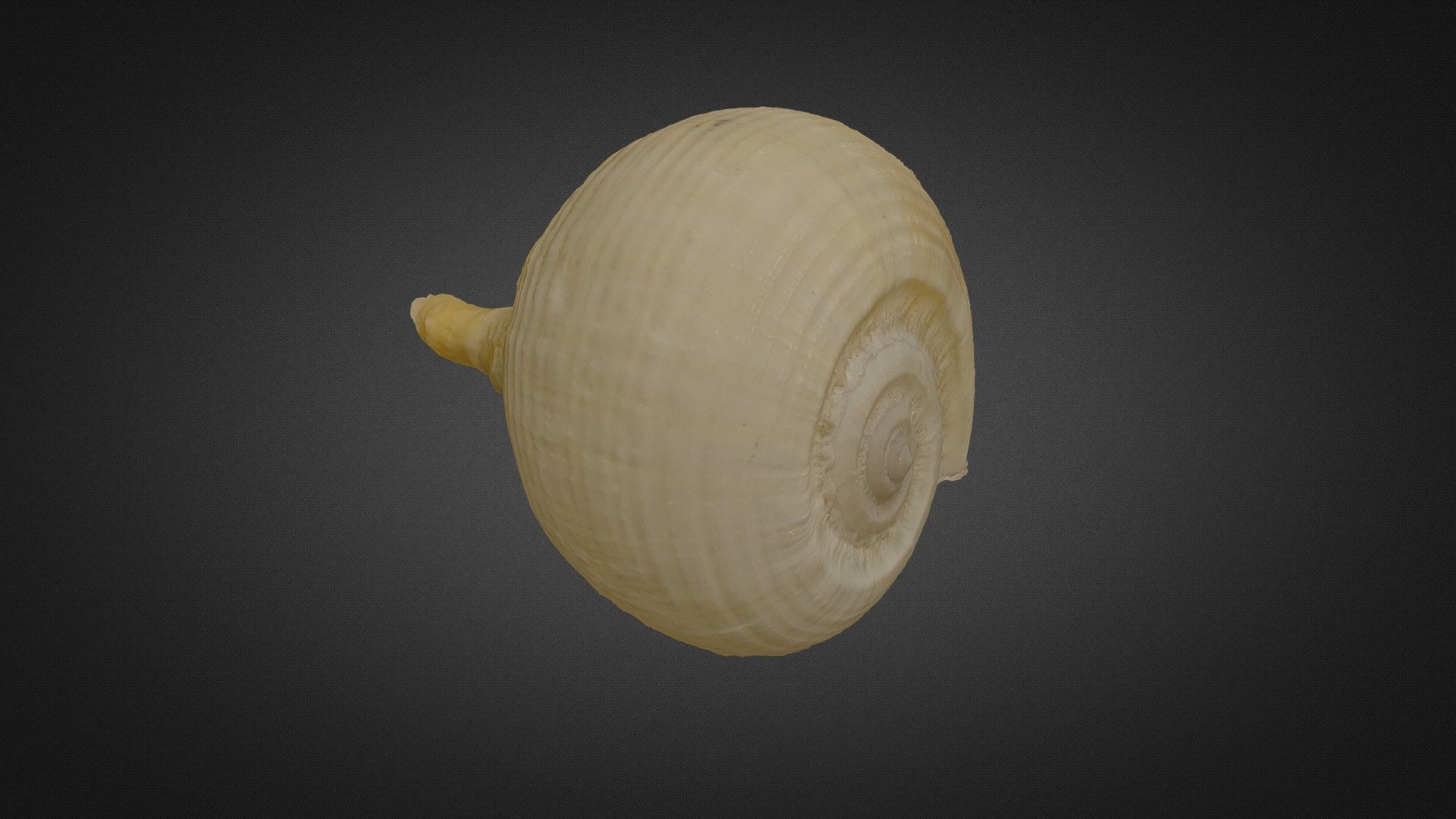 Rapa rapa - Download Free 3D model by Giorgio Scioldo (@giorgioscioldo ...