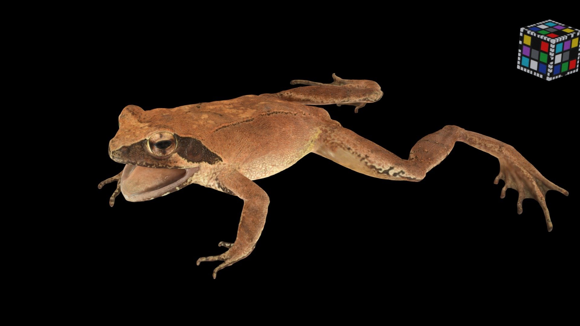 CC0 タゴガエル 🐸 Tago's Brown Frog, Rana tagoi tagoi - Download Free 3D ...