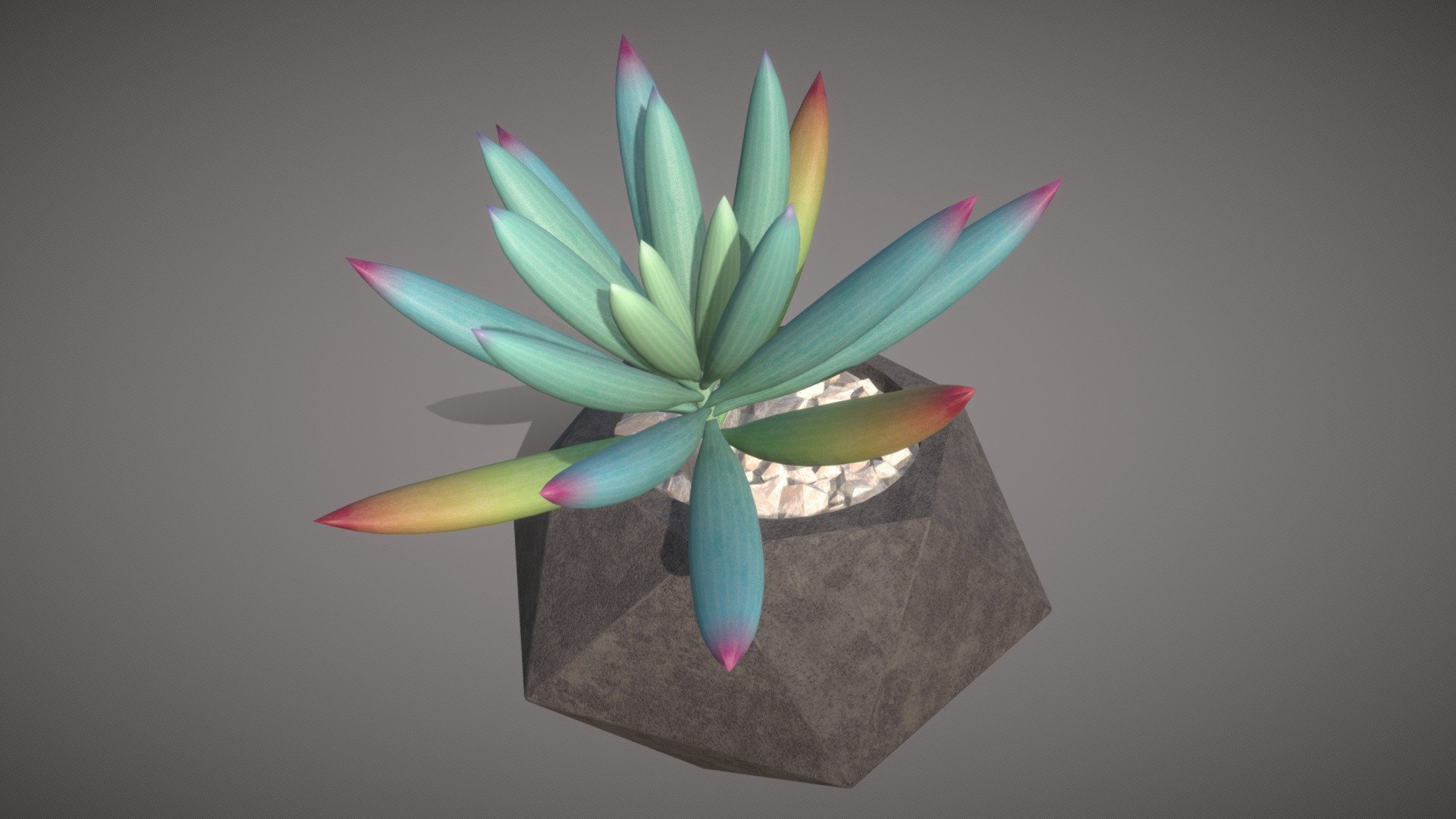 Violet senecio : succulent in a pot - Buy Royalty Free 3D model by ...