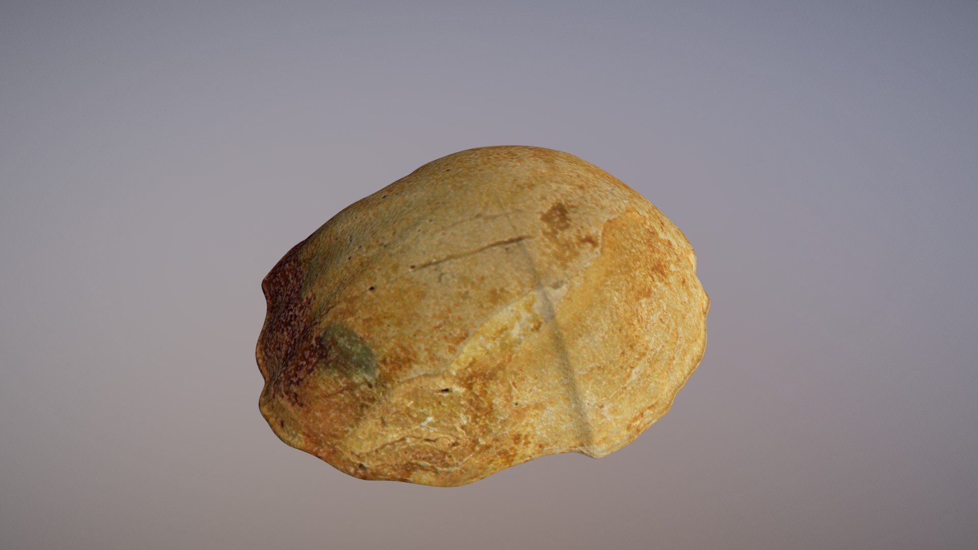 Question 1B Proplina - 3D model by Systematic Paleontology Missouri S&T ...