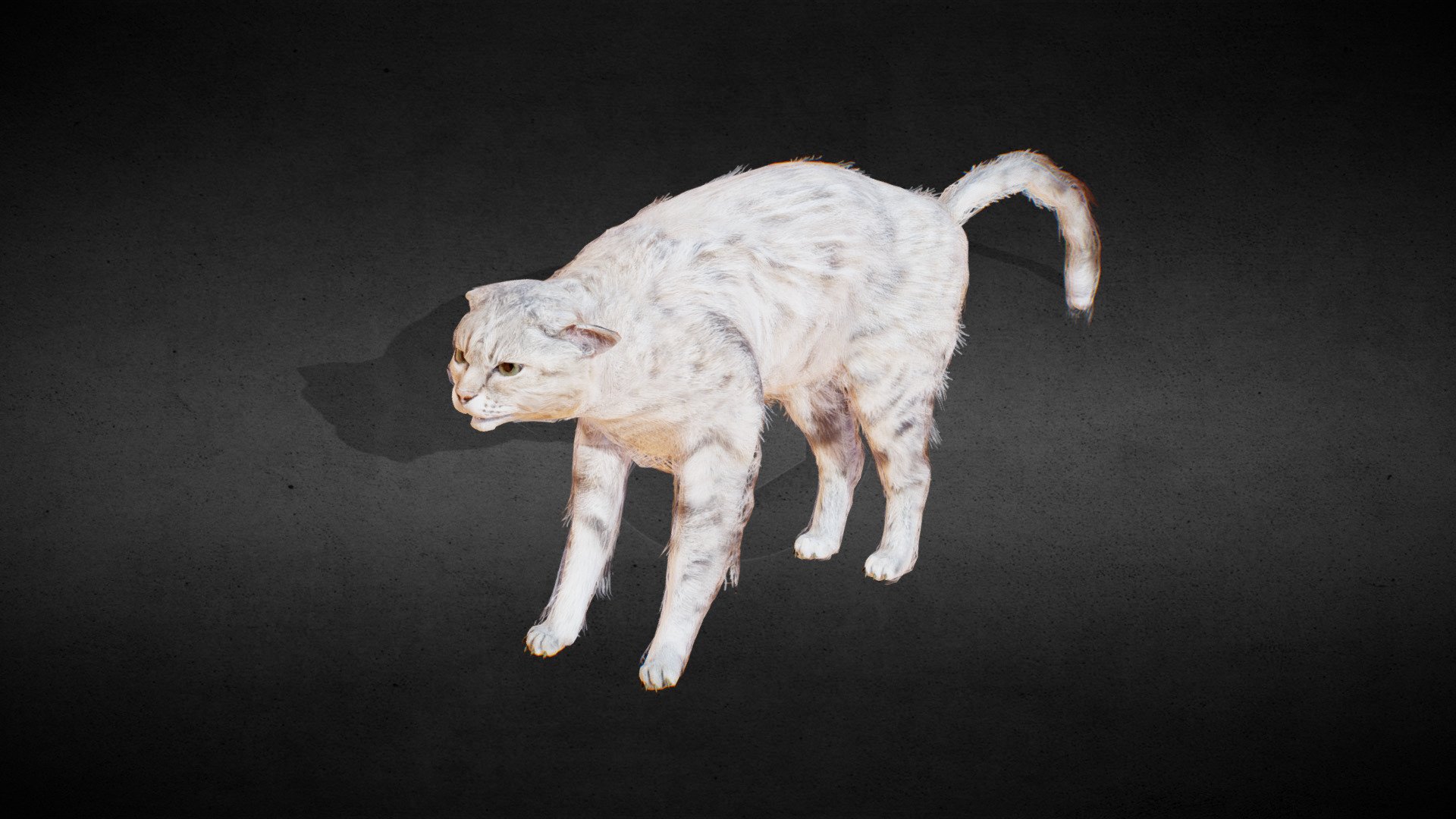 TSH Cat Animated - Buy Royalty Free 3D model by Kasit Studio (@kasit ...
