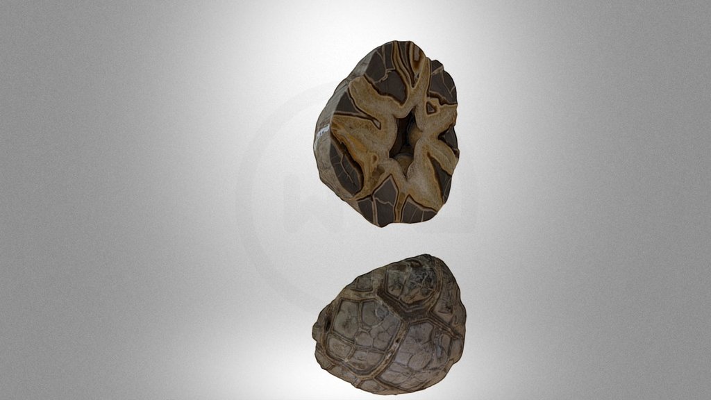 Septarian concretion of polygonal pattern - Download Free 3D model by ...