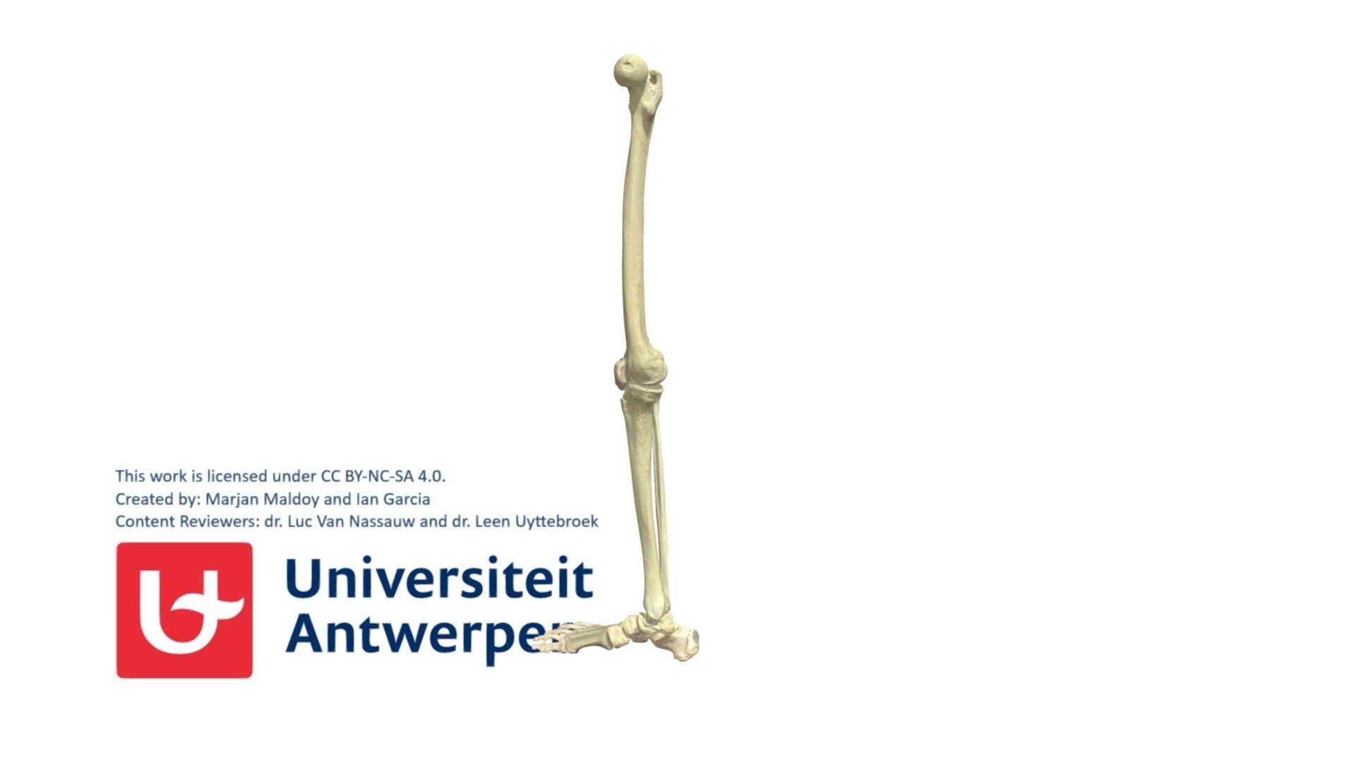 Rechter been - 3D model by Universiteit Antwerpen (@marjanmaldoy ...