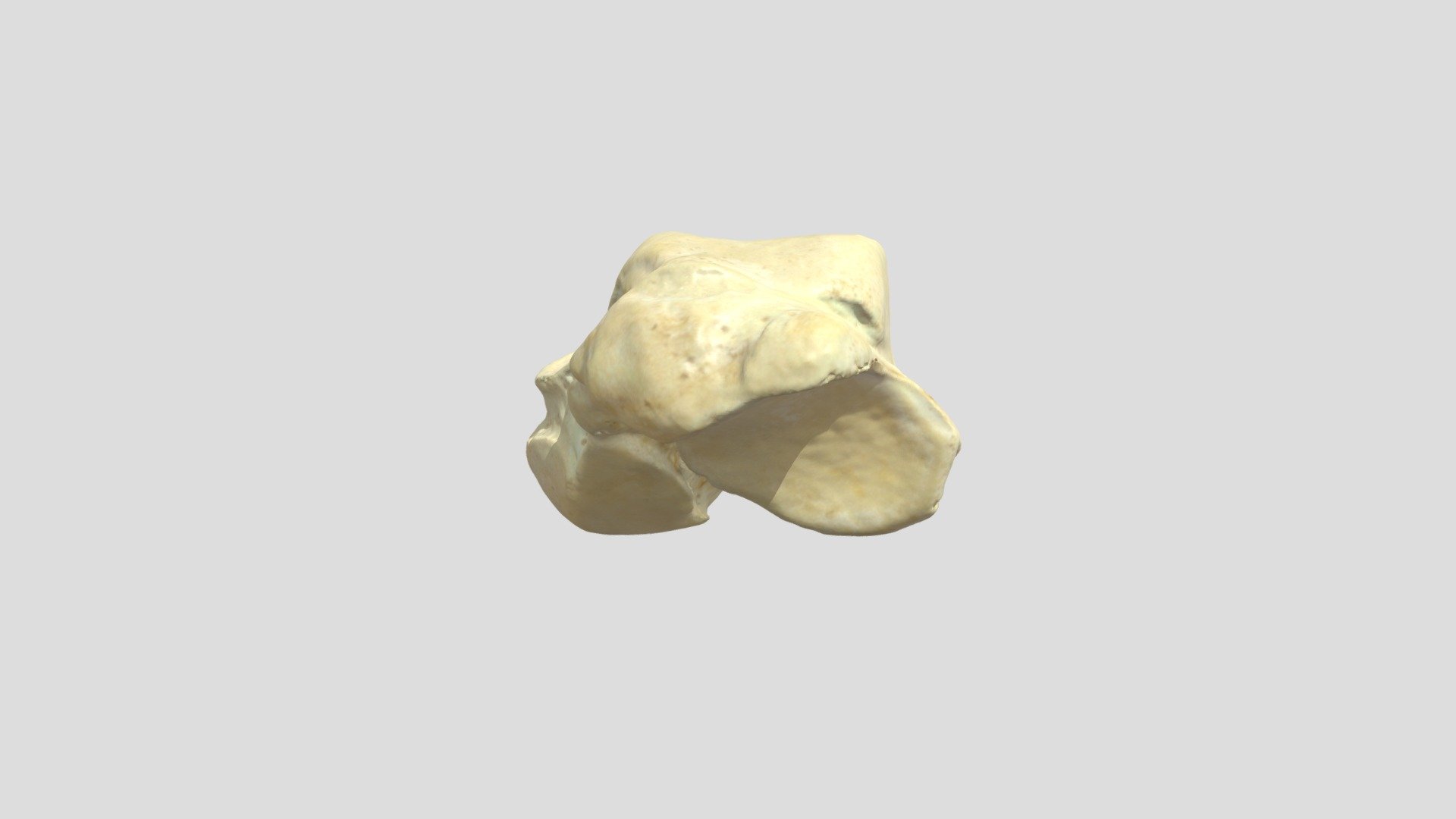 Os Talus R - 3D model by AnatomyUgent (@emaudena) [a54908e] - Sketchfab
