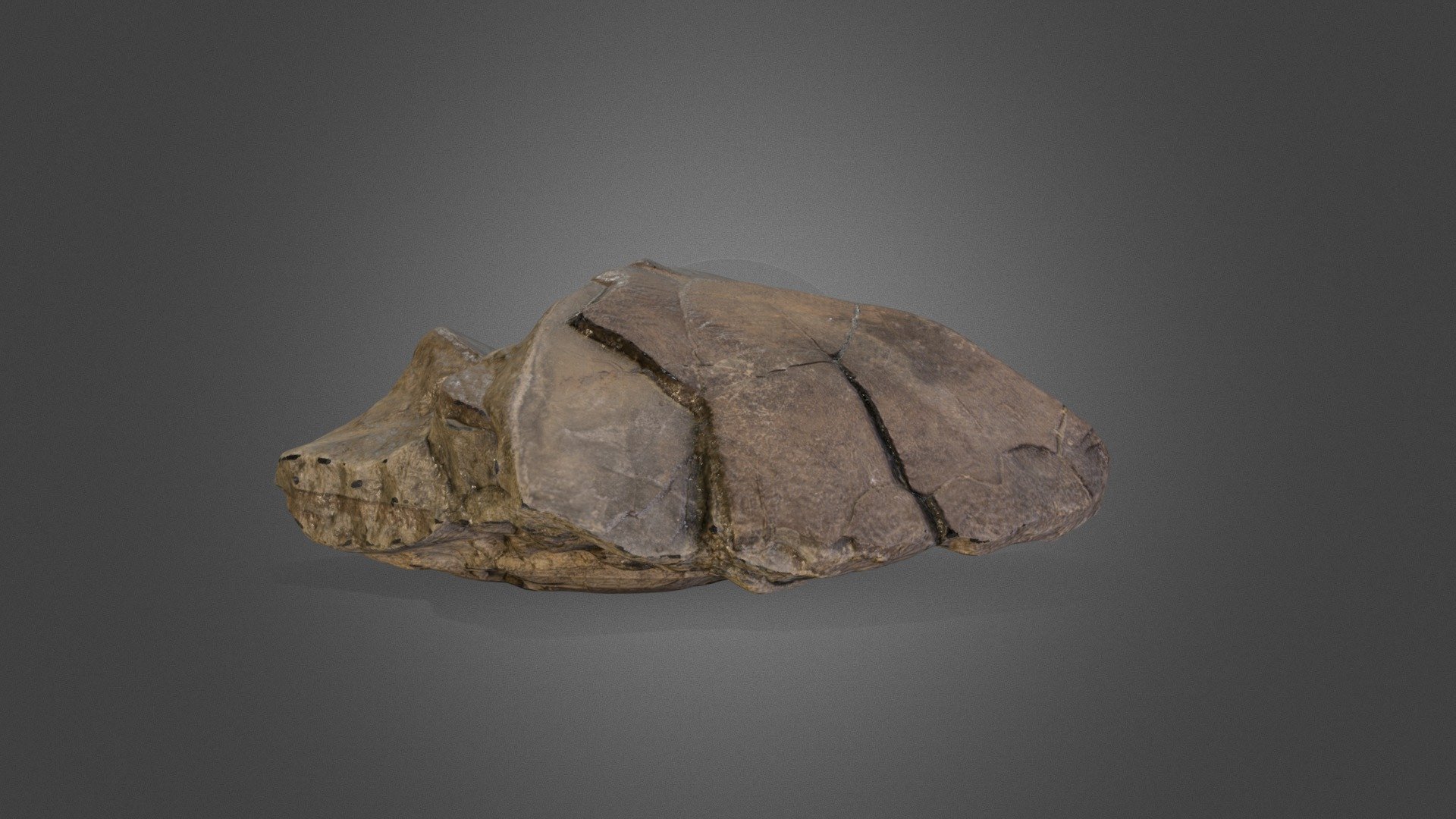 Tortuga Allaeochelys liliae - 3D model by Museo de Paleontología ...
