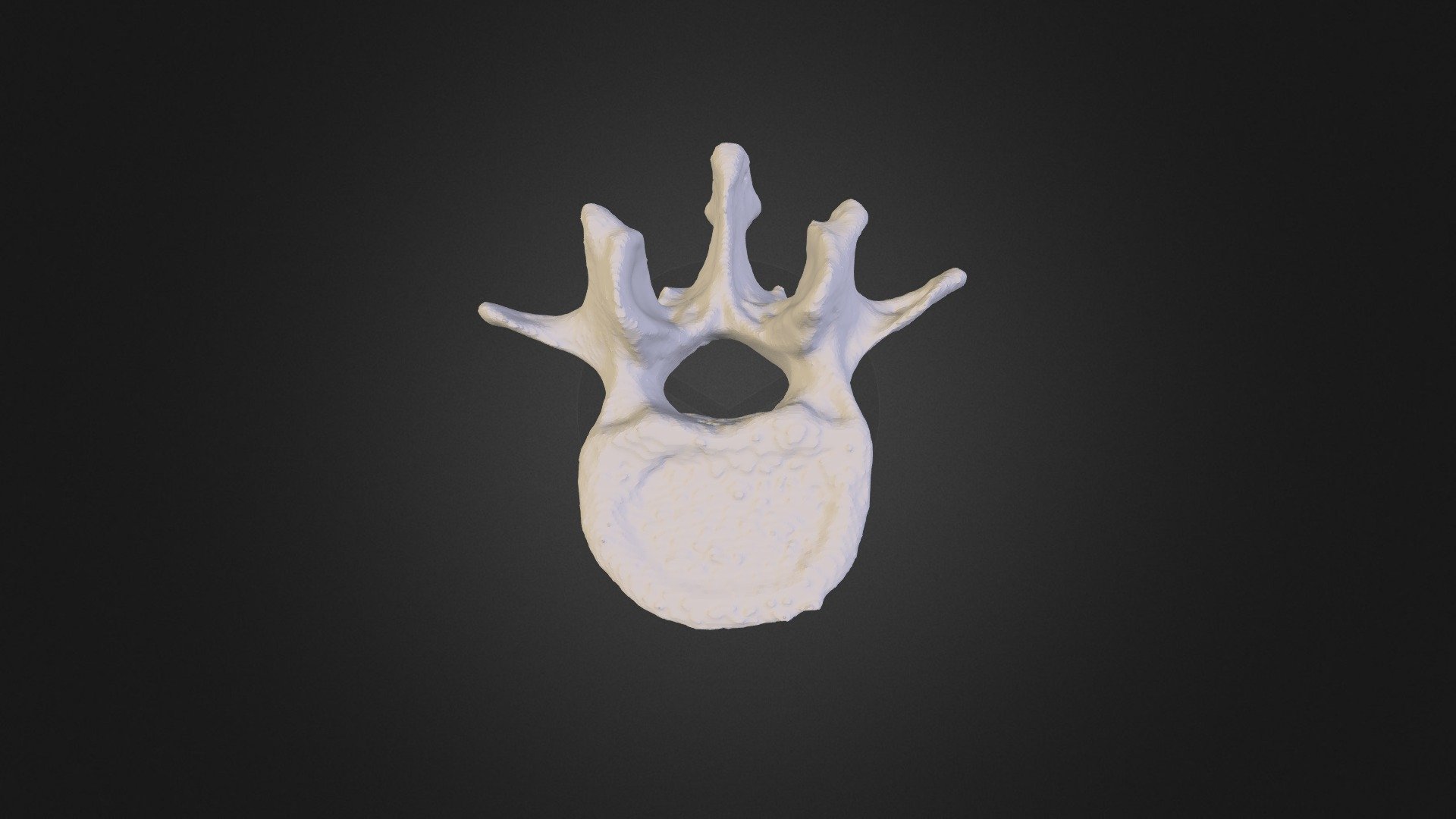 L2 vertebral body - 3D model by drhughharvey [a55084d] - Sketchfab
