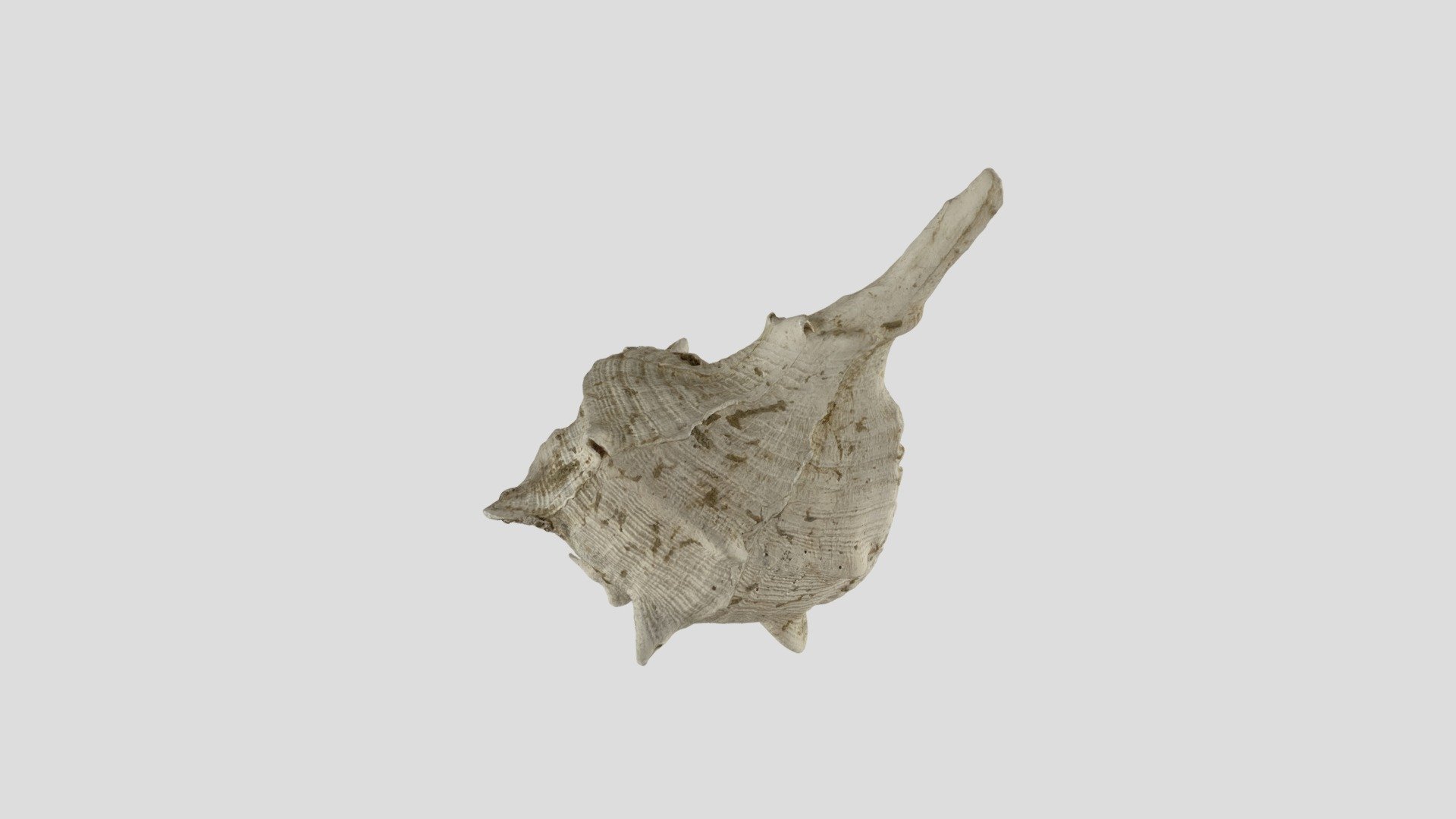 Seashell - 3D model by Tenzer Technology Center at DePauw University ...