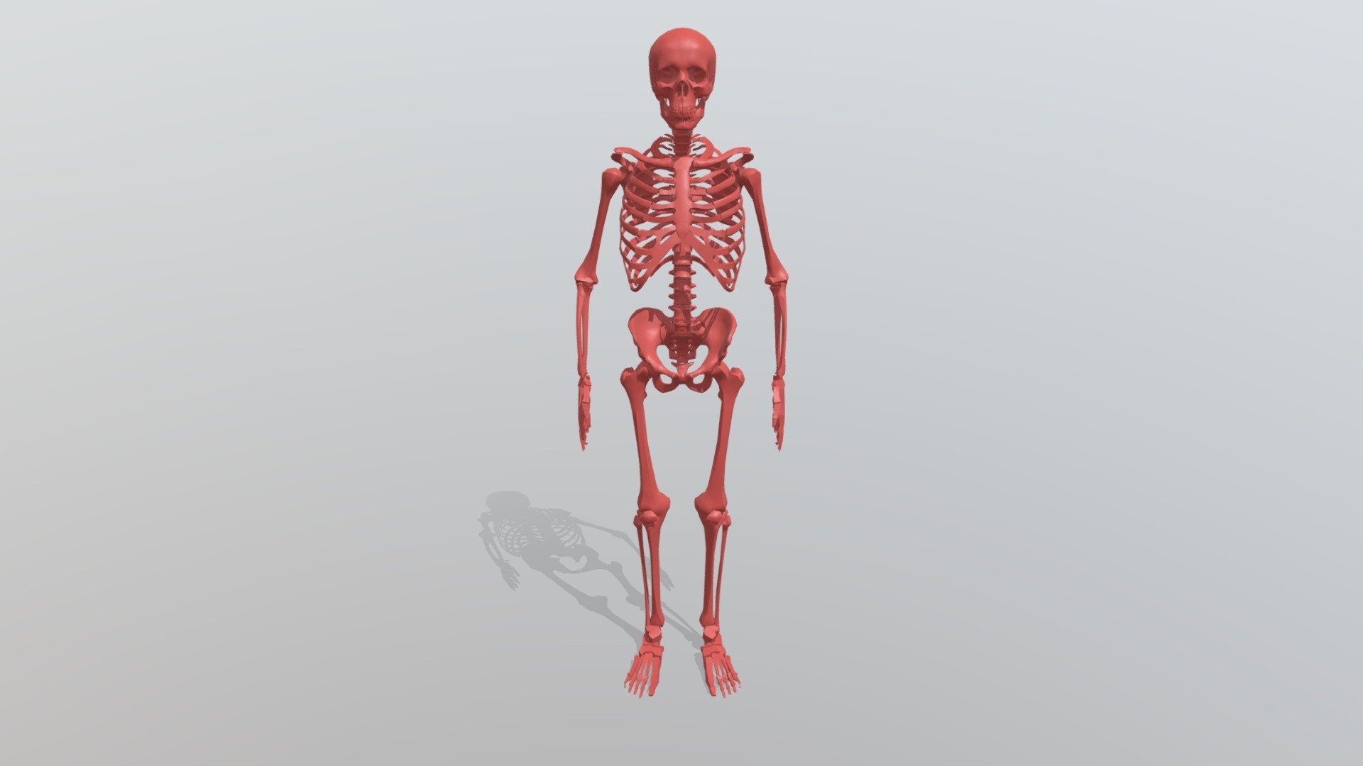 Skeleton_03 - Download Free 3D model by ImmaculatePoison [a5542c3 ...