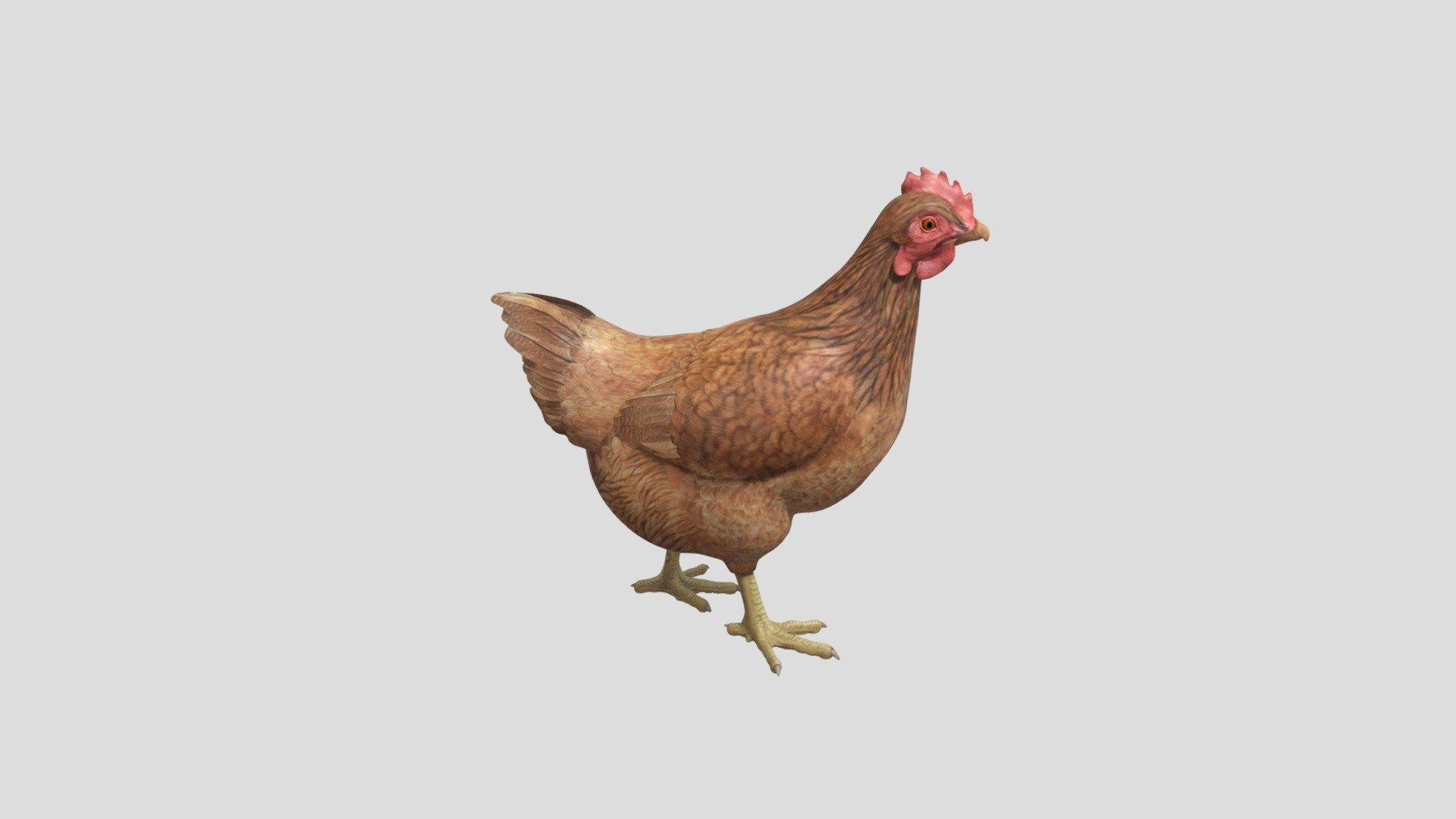 Ayam - 3D model by frisiloctavia [a556245] - Sketchfab