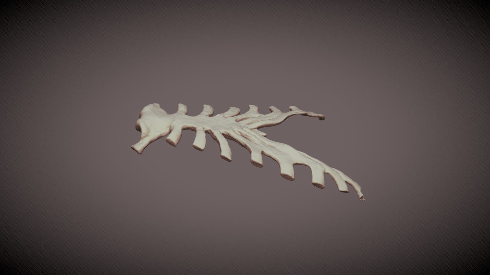 Sternum with Costal Cartilages - 3D model by OrJames Labs (@orjameslabs ...