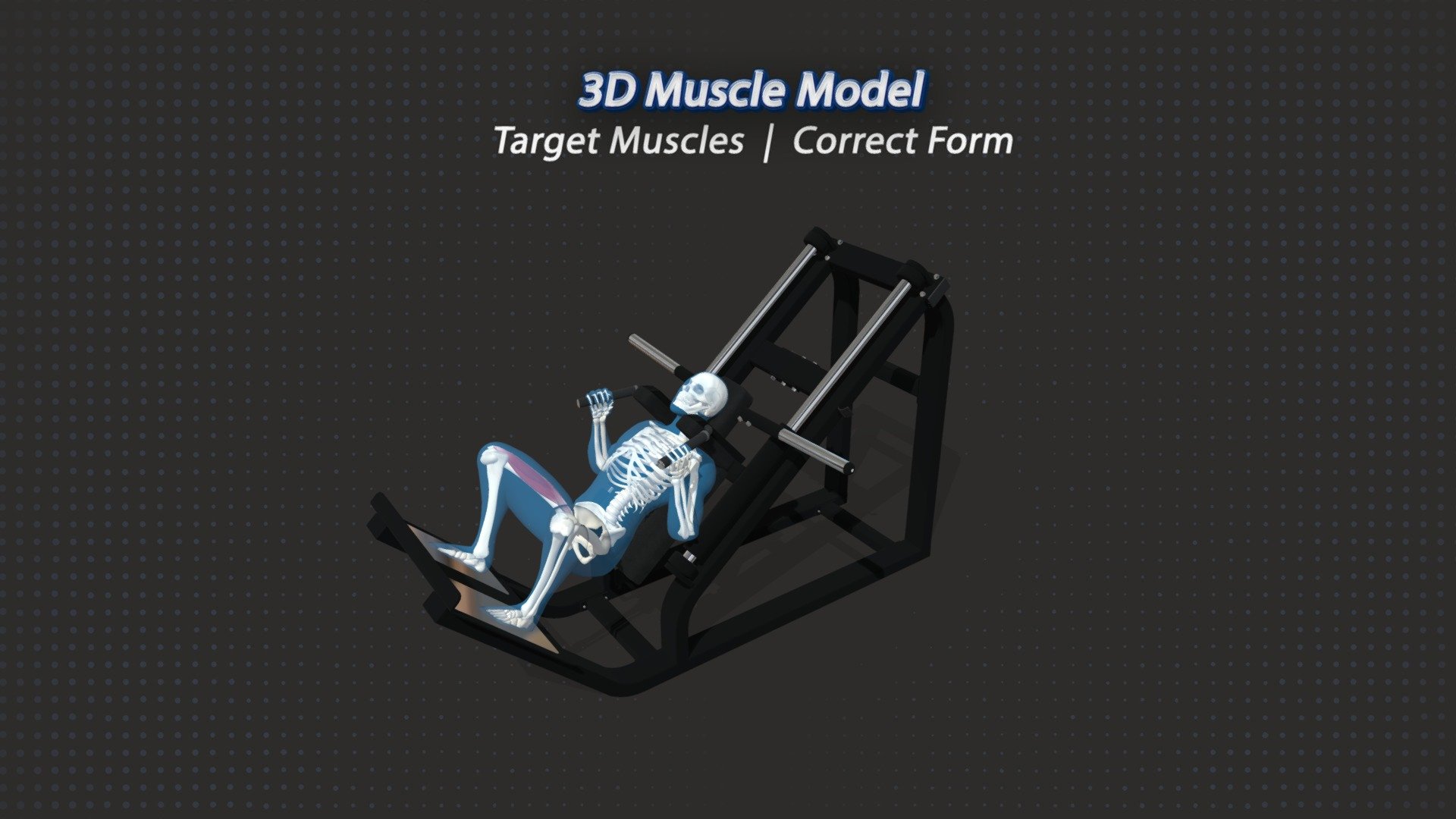 65. Hack Squat - 3D model by Mike - 3D Muscle Model (@mikeshortall1991 ...