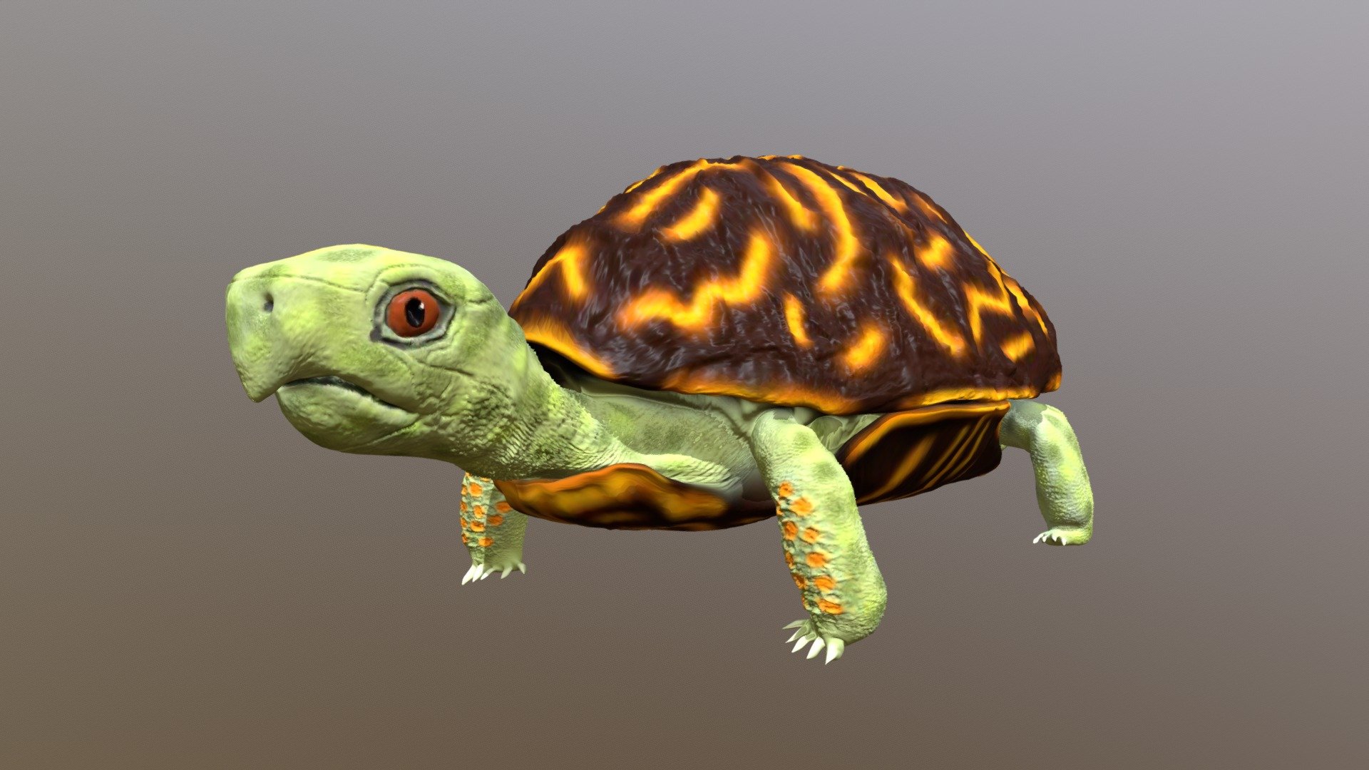 Turtle - 3D model by E.Terpstra [a565350] - Sketchfab