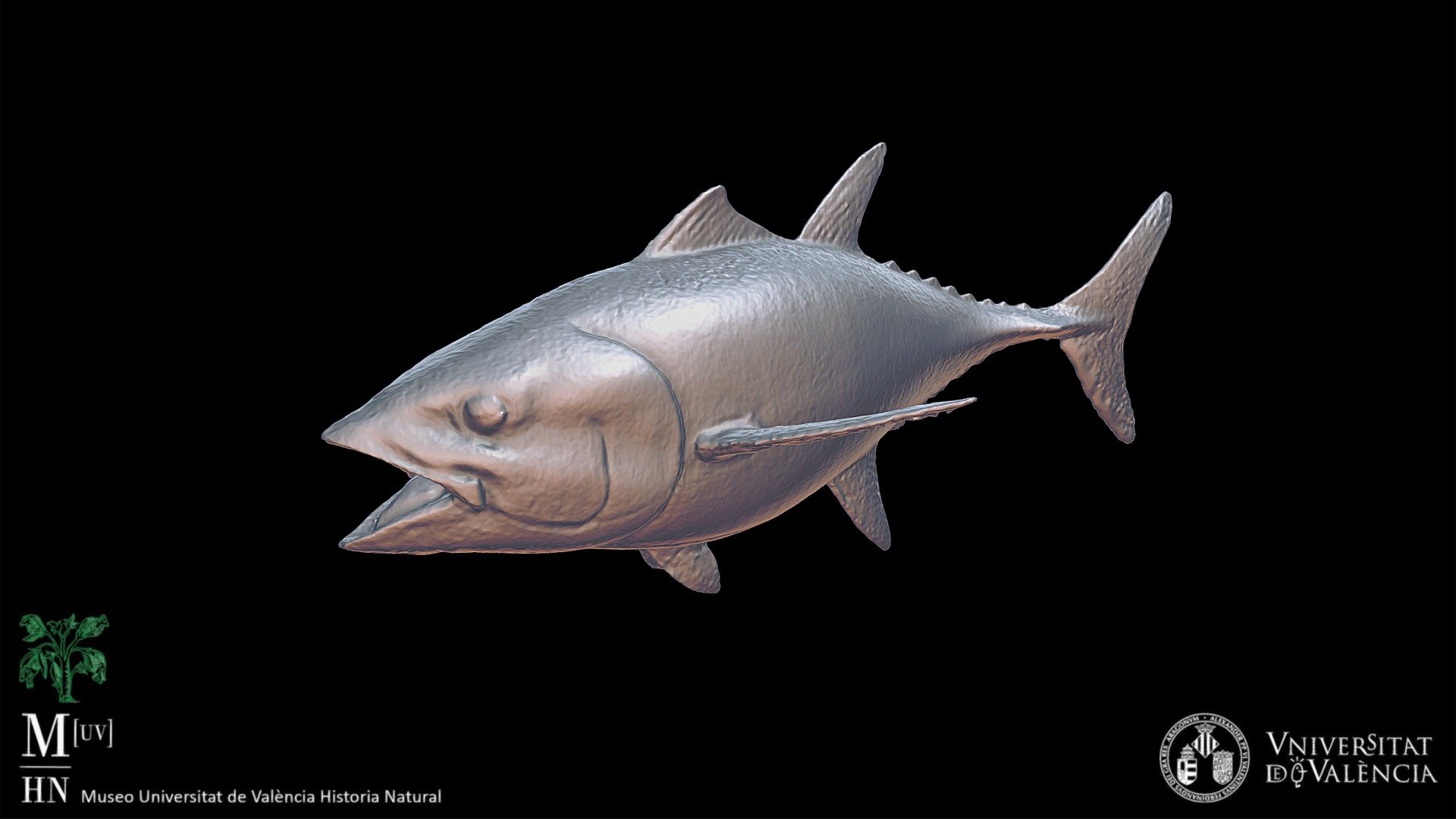 Bluefin tuna (Thunnus thynnus) - Download Free 3D model by Museo [UV ...