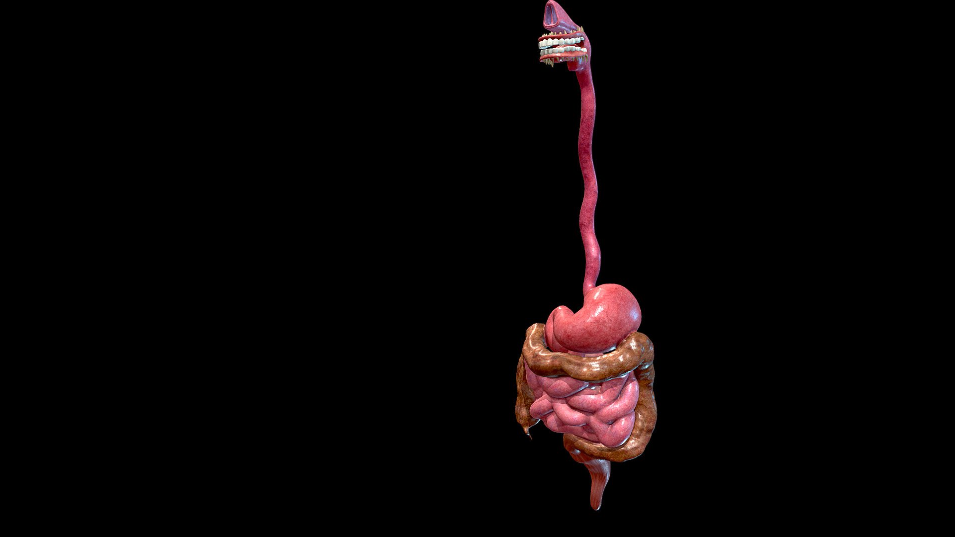Digestive System - 3D model by flarar-02 (@mau3d8) [a56896a] - Sketchfab