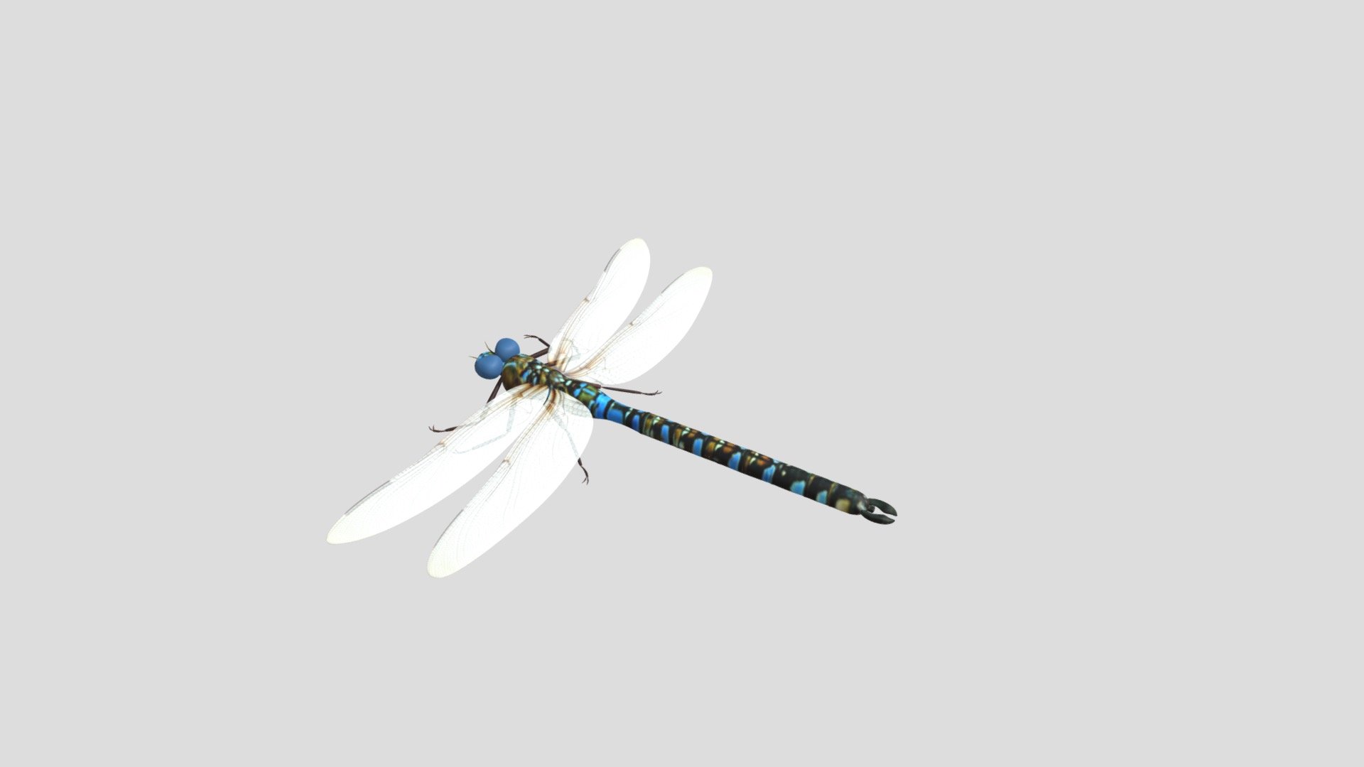Dragonfly - Buy Royalty Free 3D model by Ed+ (@EDplus) [a56b04c ...
