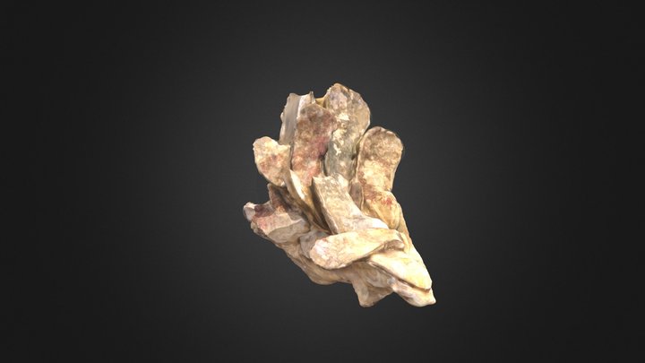 Oysters 3D models - Sketchfab
