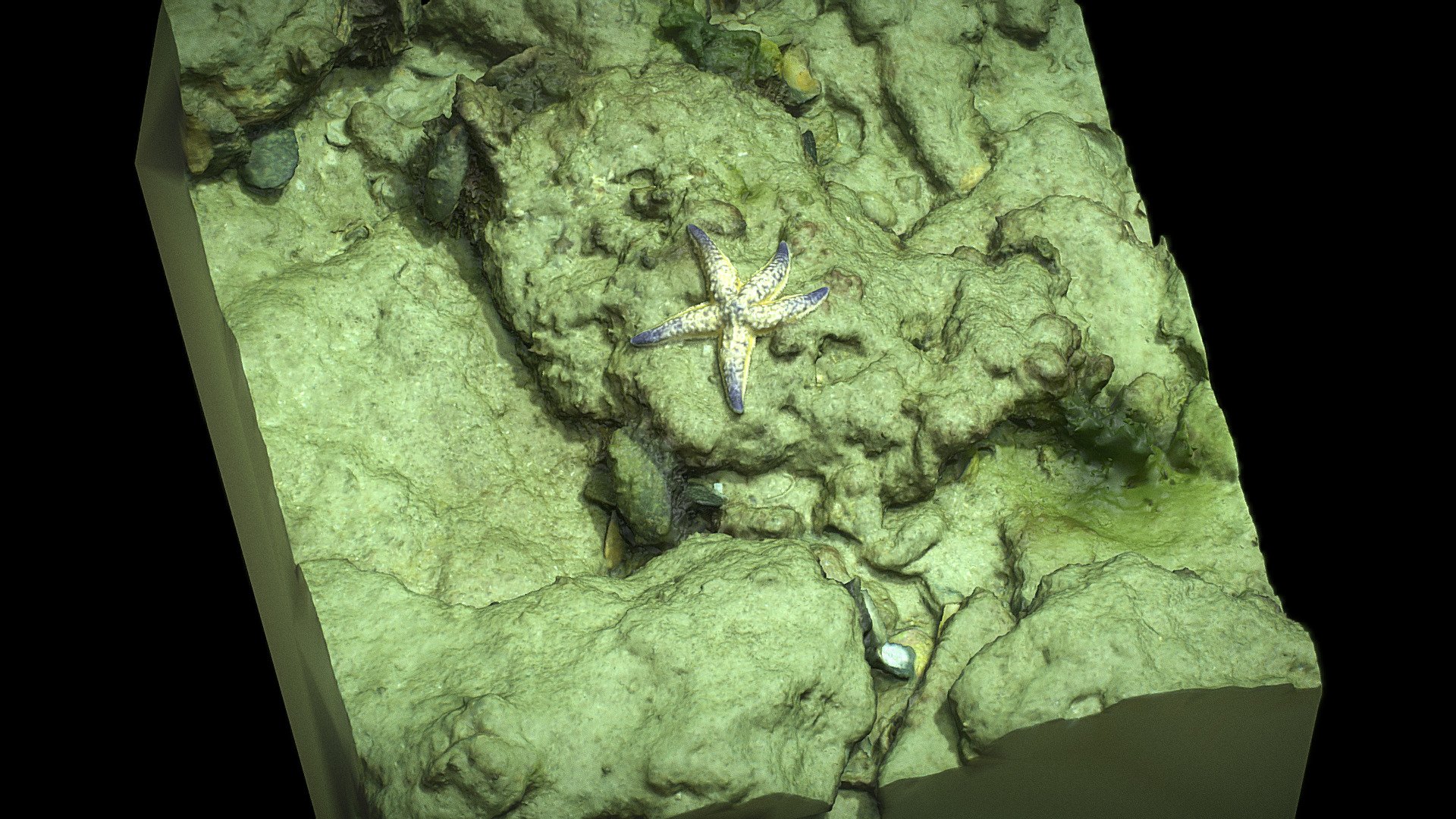 Mordialloc_Blue_Starfish_Normal_Render_(Mid_Res) - 3D model by Hassan ...