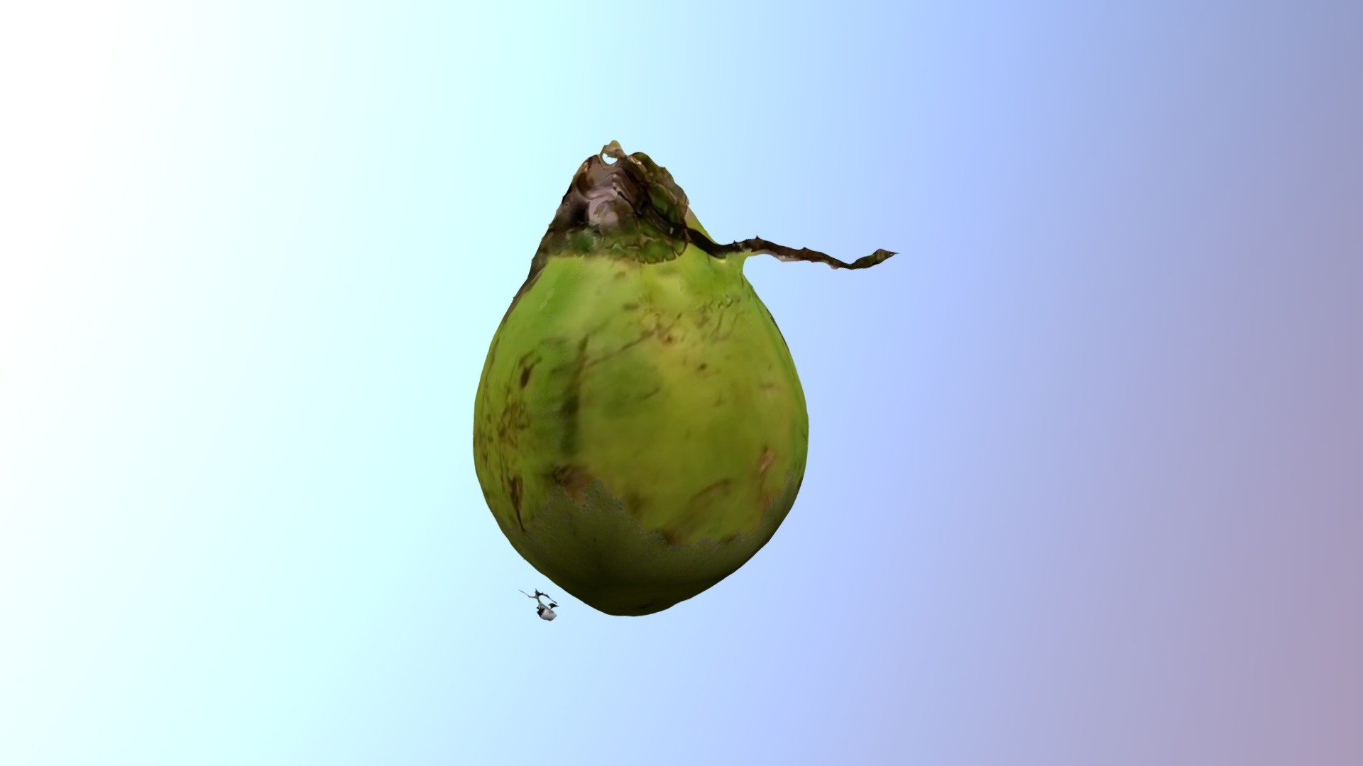 Coconut - 3D model by thubap159 [a57e426] - Sketchfab